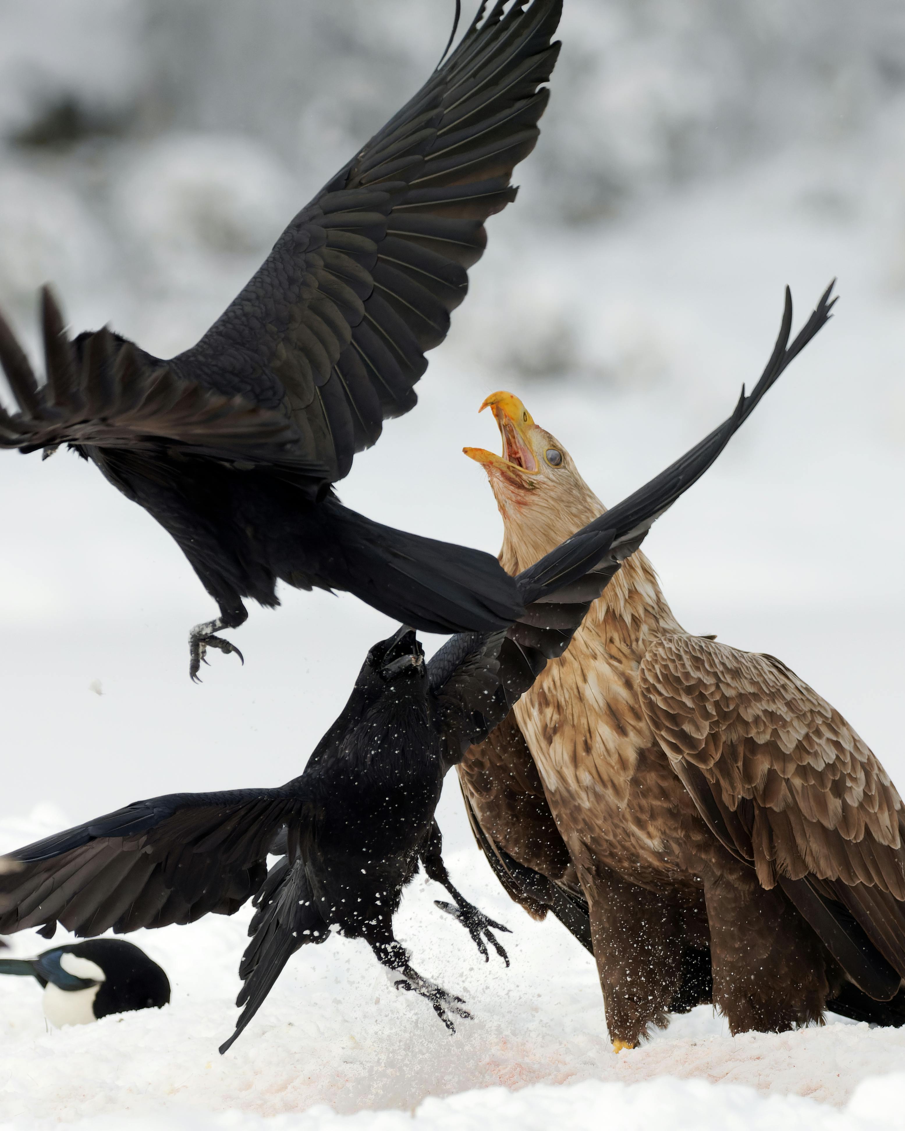 Majestic Eagle and Ravens in Snowy Conflict · Free Stock Photo
