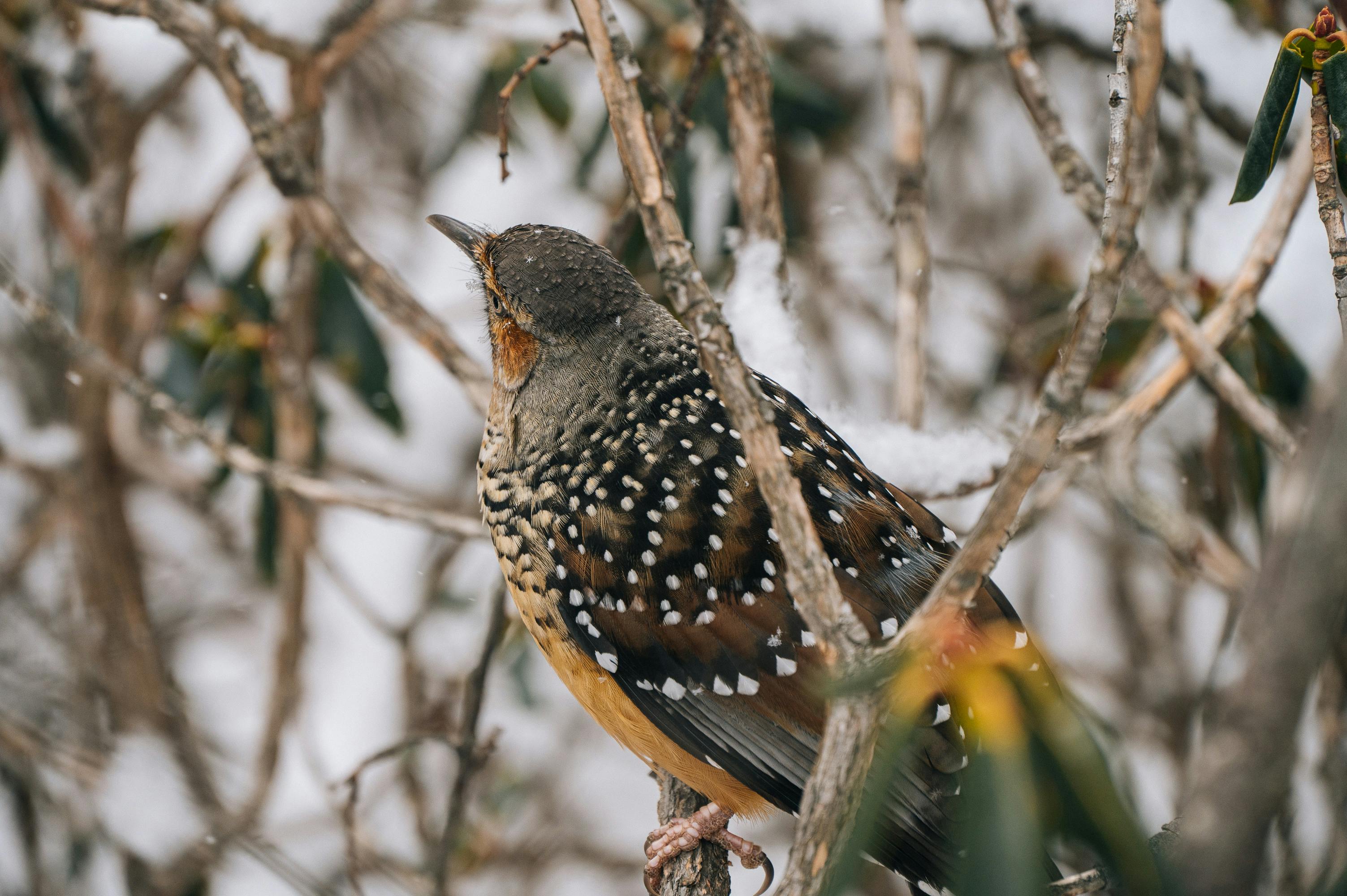 Spotted Bird in Snowy Winter Branches · Free Stock Photo