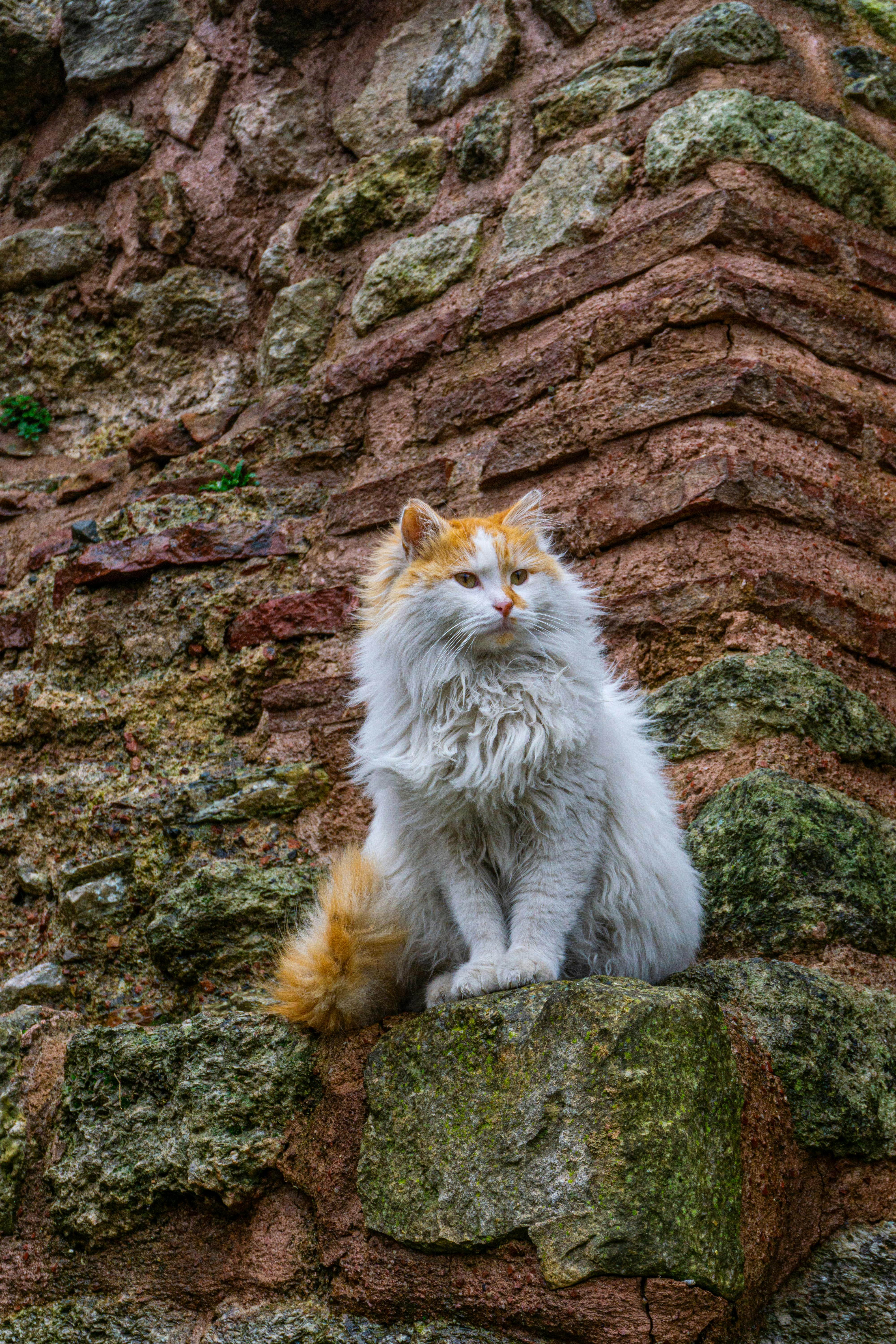 Fluffy Calico Cat Resting on Ancient Stone Wall · Free Stock Photo