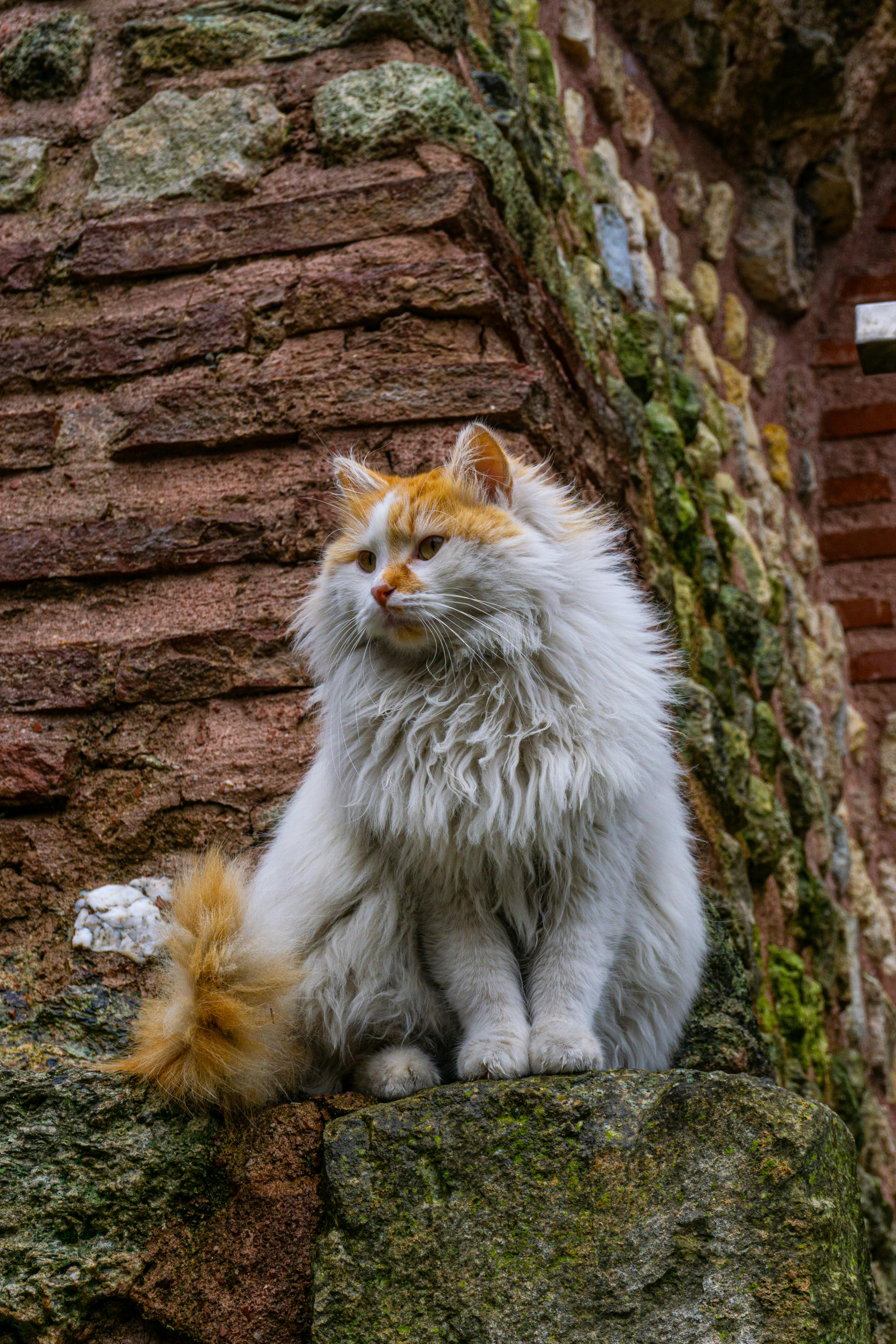 Fluffy Long-Haired Calico Cat Outdoors · Free Stock Photo