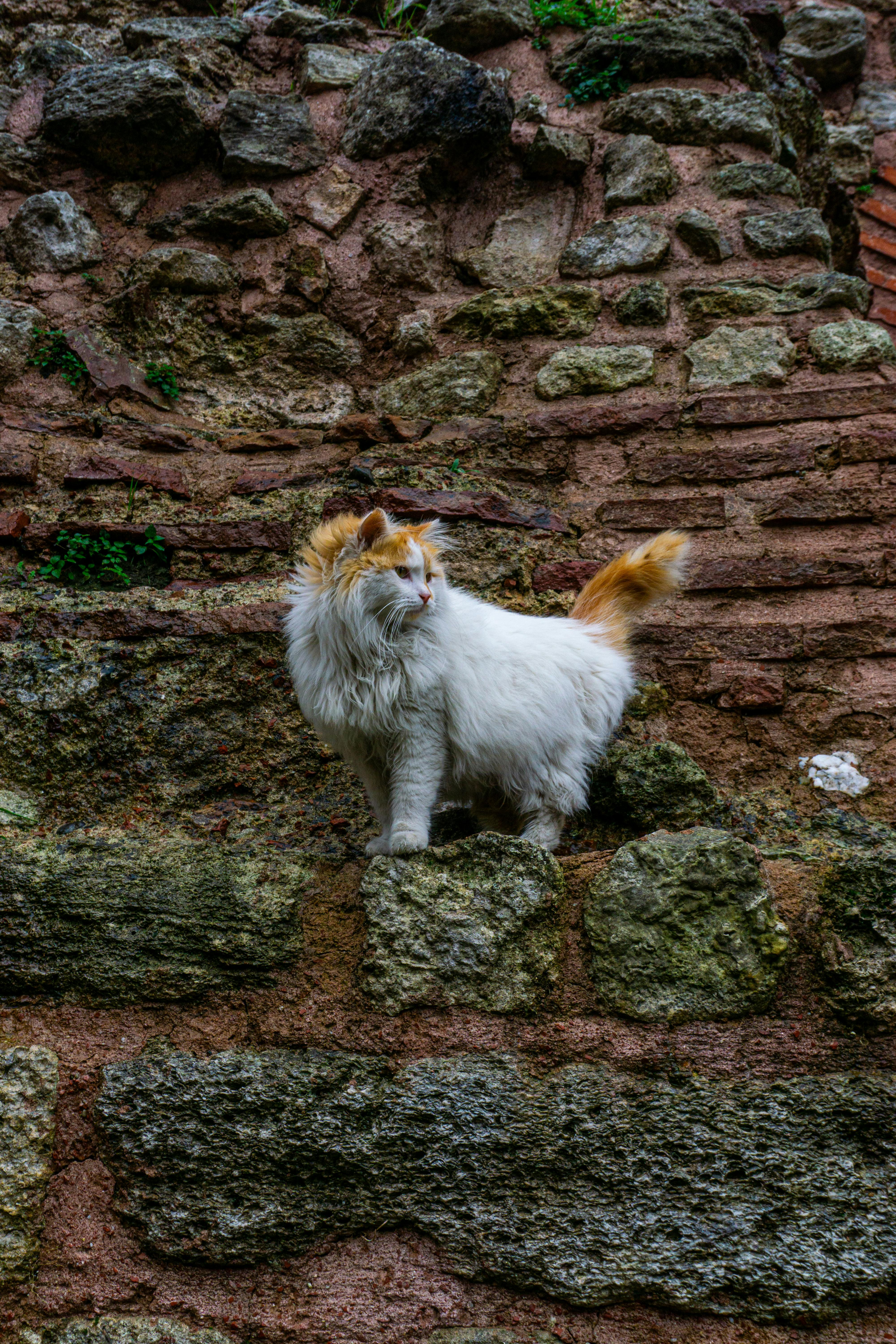Fluffy Calico Cat on Old Stone Wall Outdoors · Free Stock Photo