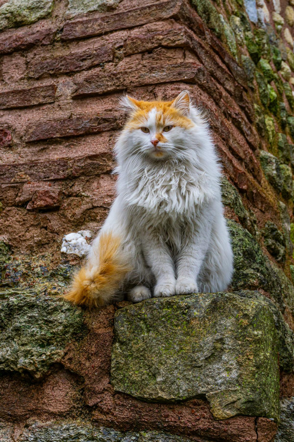 Cat Desktop Wallpaper Photos, Download The BEST Free Cat Desktop ...