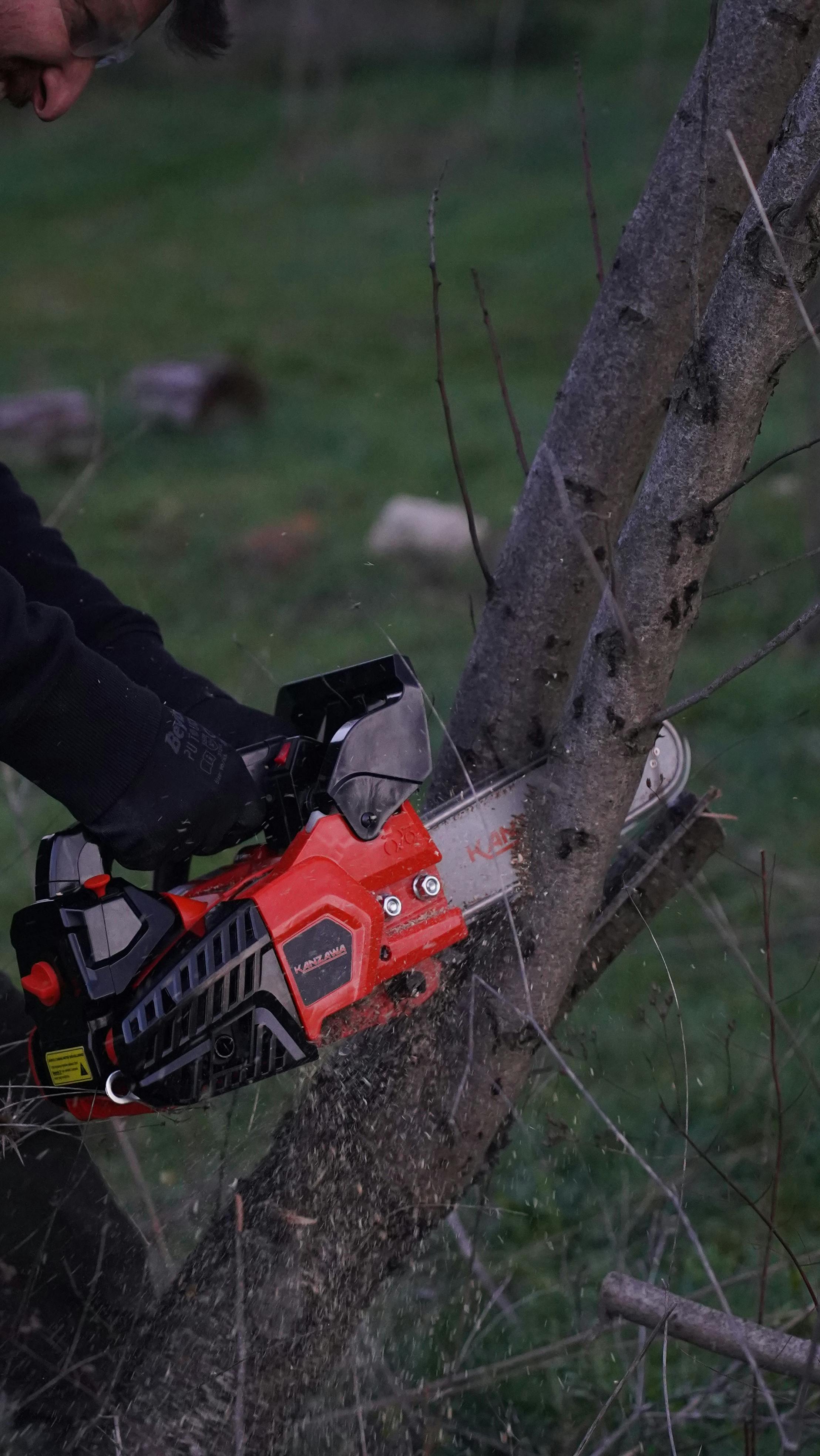 Chainsaw cutting tree in outdoor forest scene · Free Stock Photo