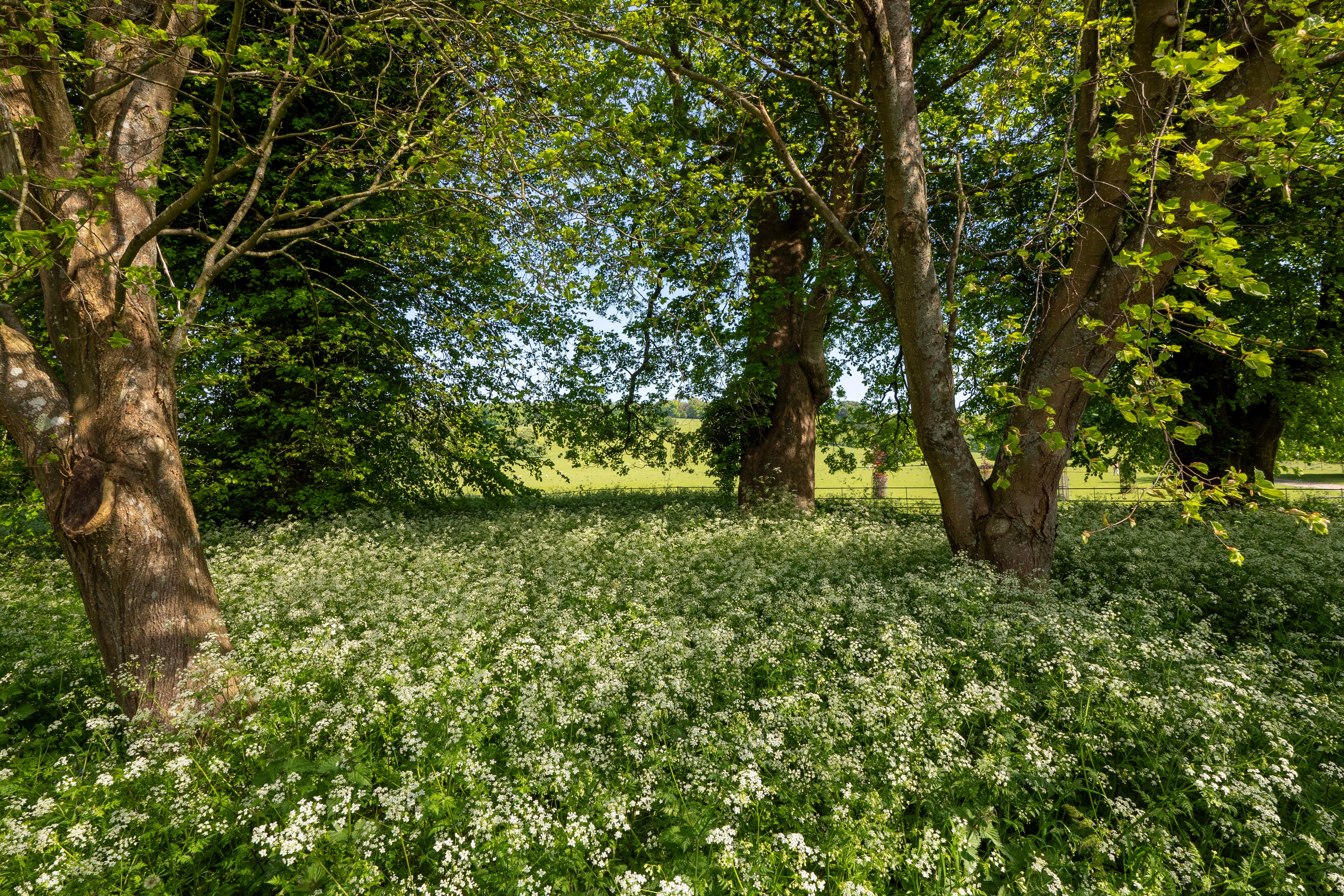 Serene Woodland Meadow with Lush Greenery · Free Stock Photo