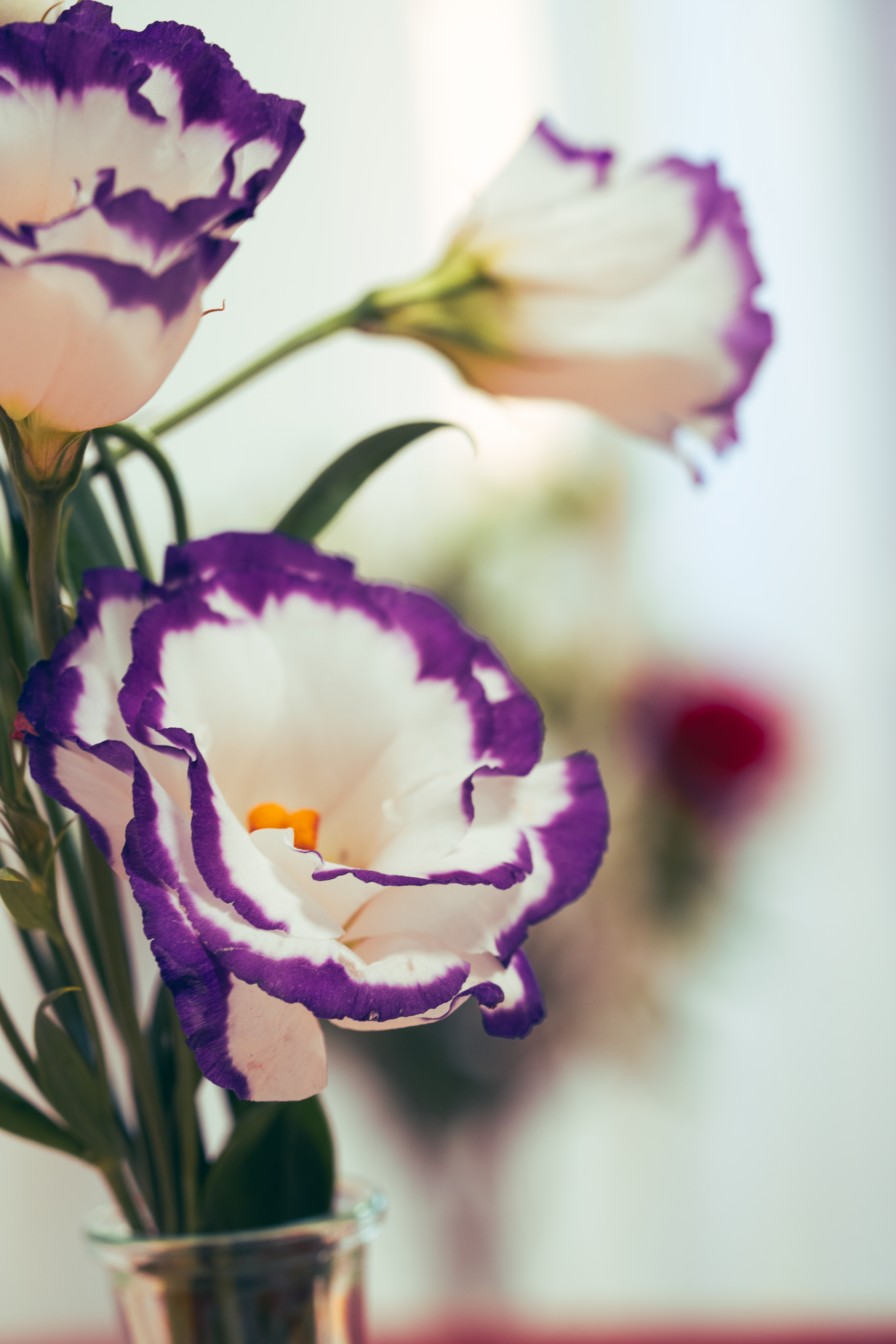 Elegant Purple-White Lisianthus Flowers Close-Up · Free Stock Photo