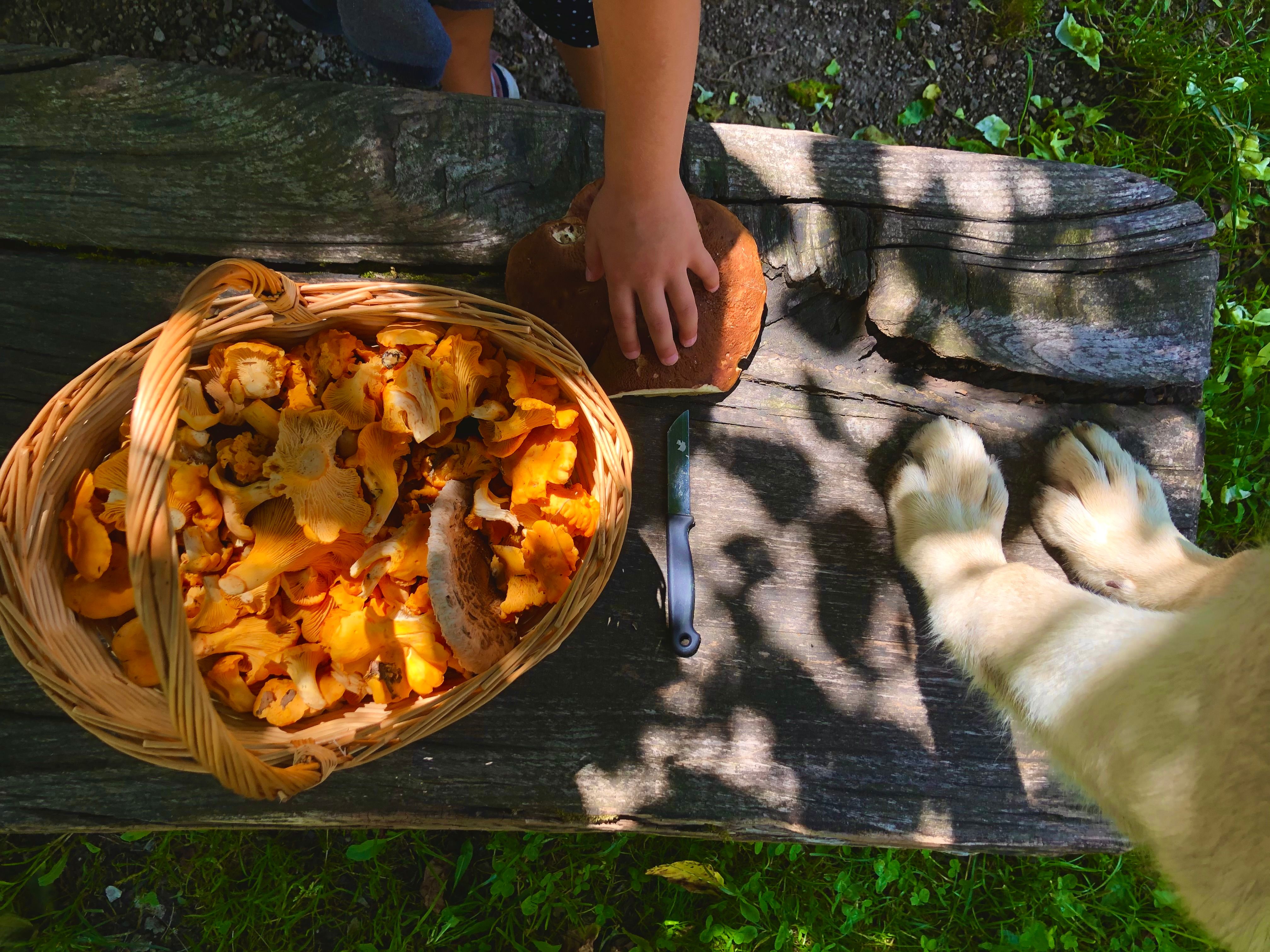 Child and Dog Mushroom Foraging Adventure Outdoors · Free Stock Photo