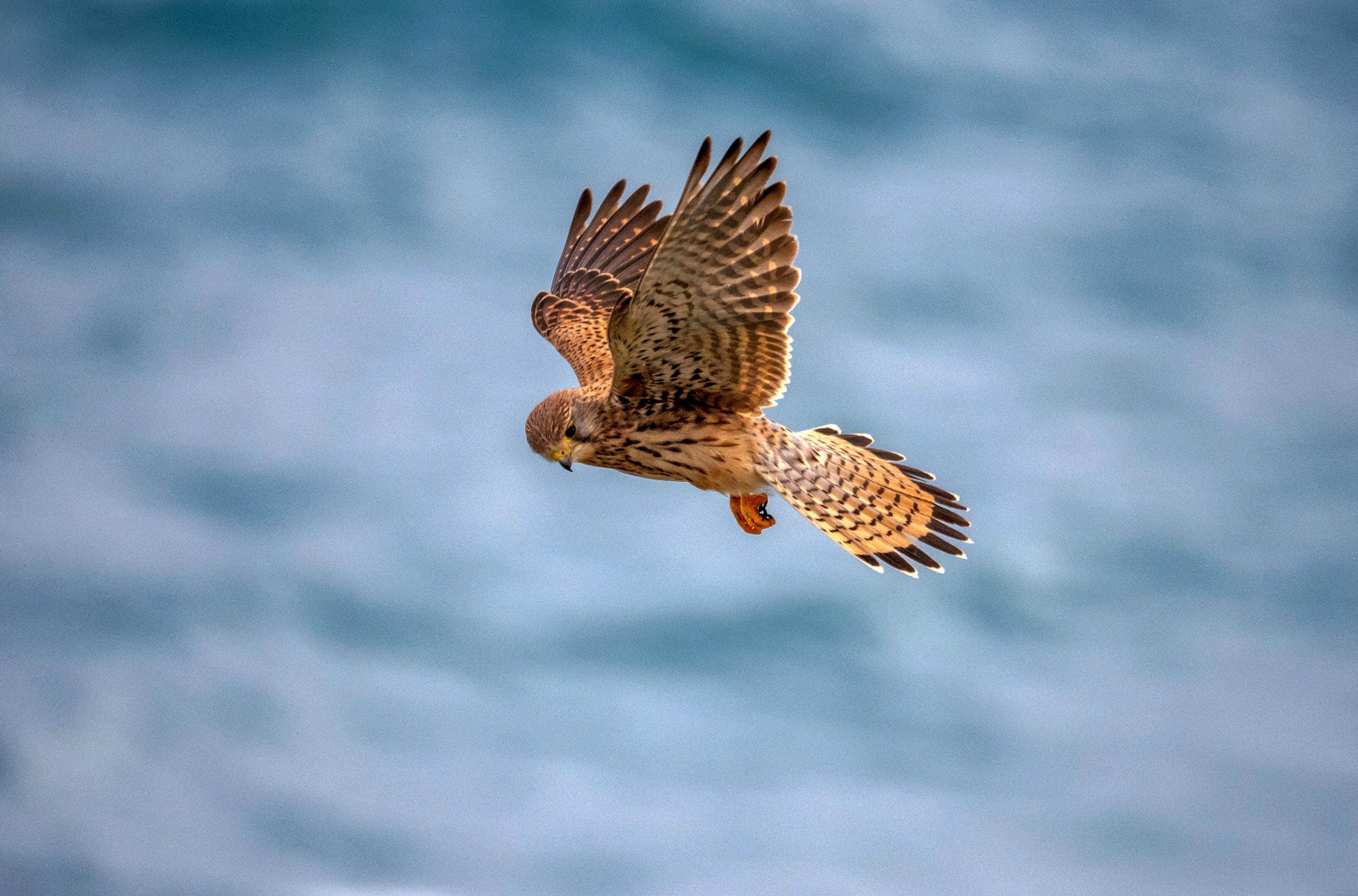 Majestic Kestrel in Flight Over Blue Ocean Waters · Free Stock Photo