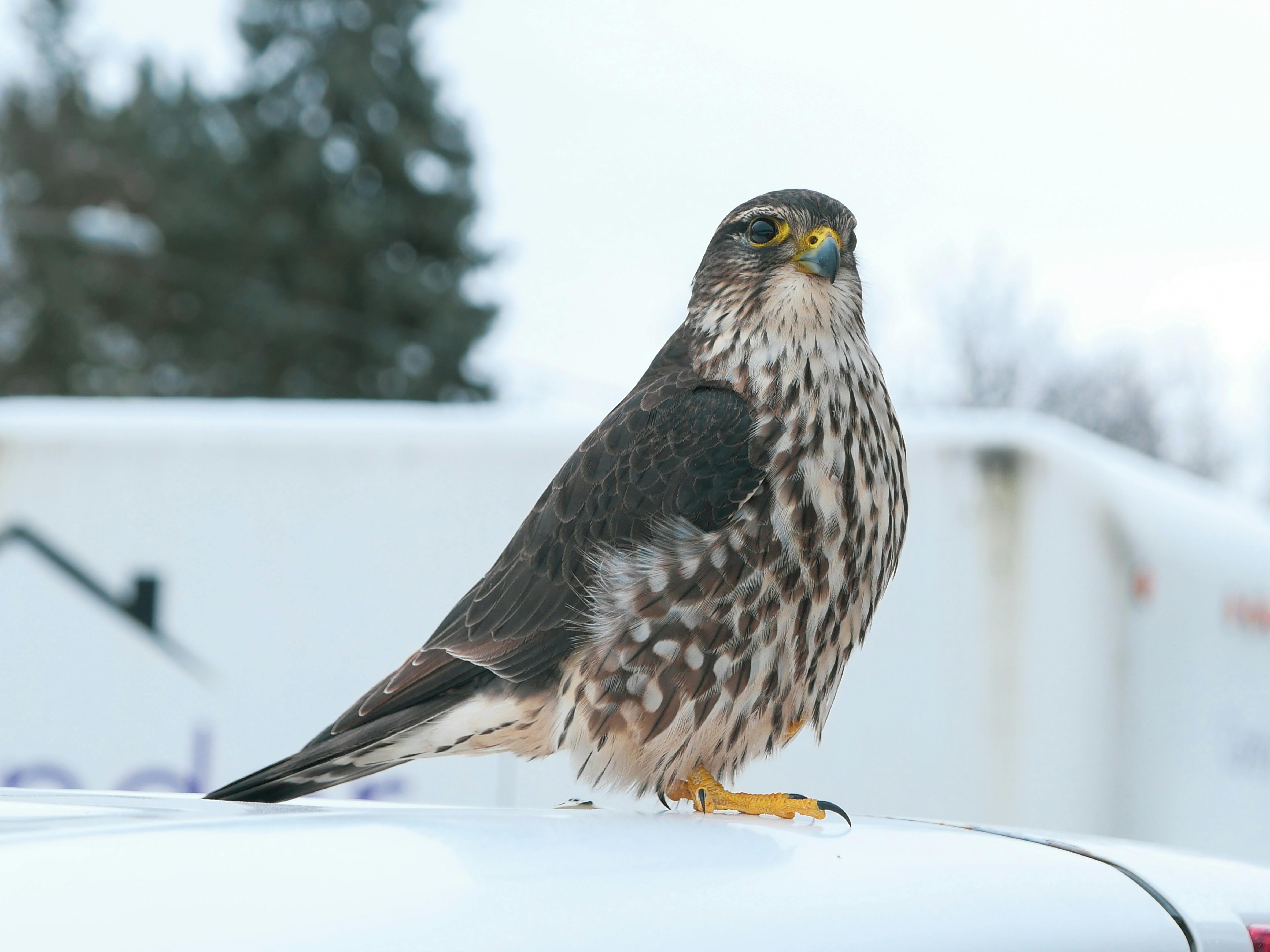Sharp-Shinned Hawk Resting in Toronto Winter · Free Stock Photo