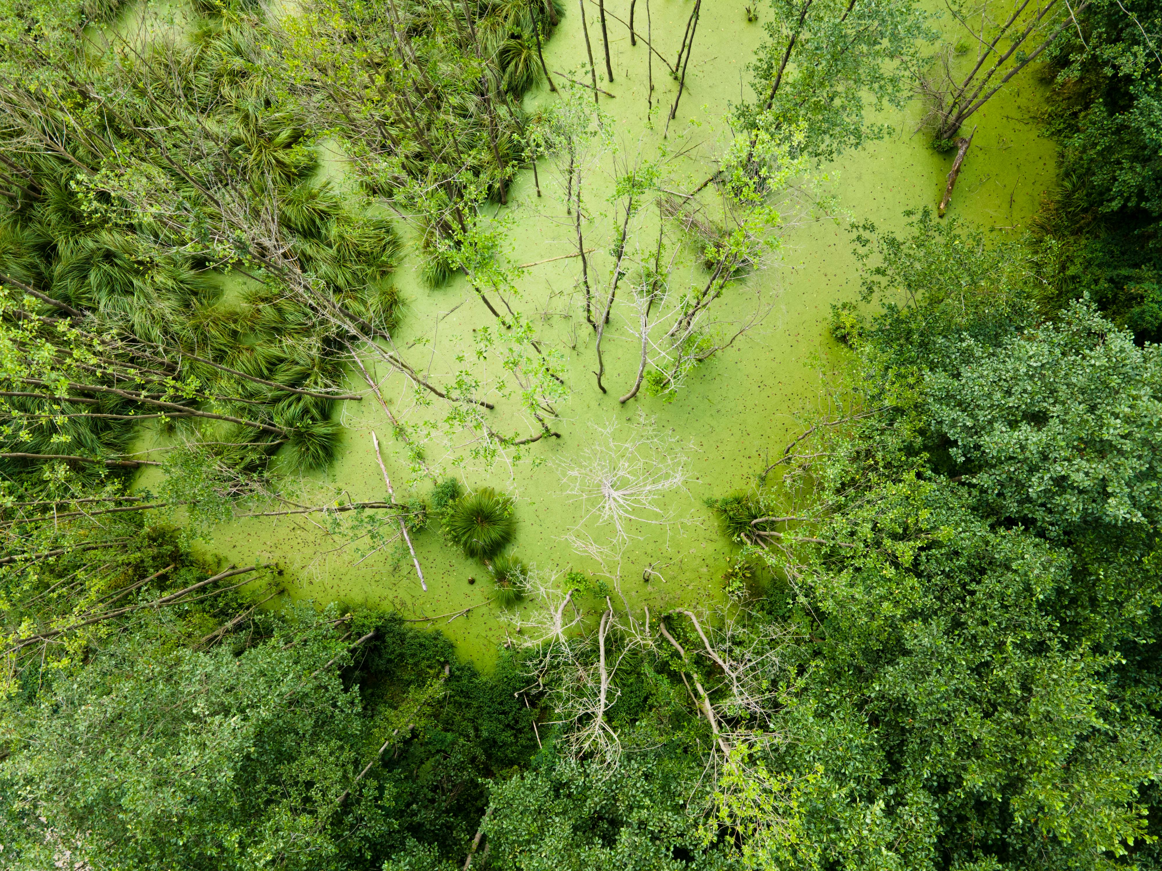 Aerial View of Lush Green Forested Swamp · Free Stock Photo