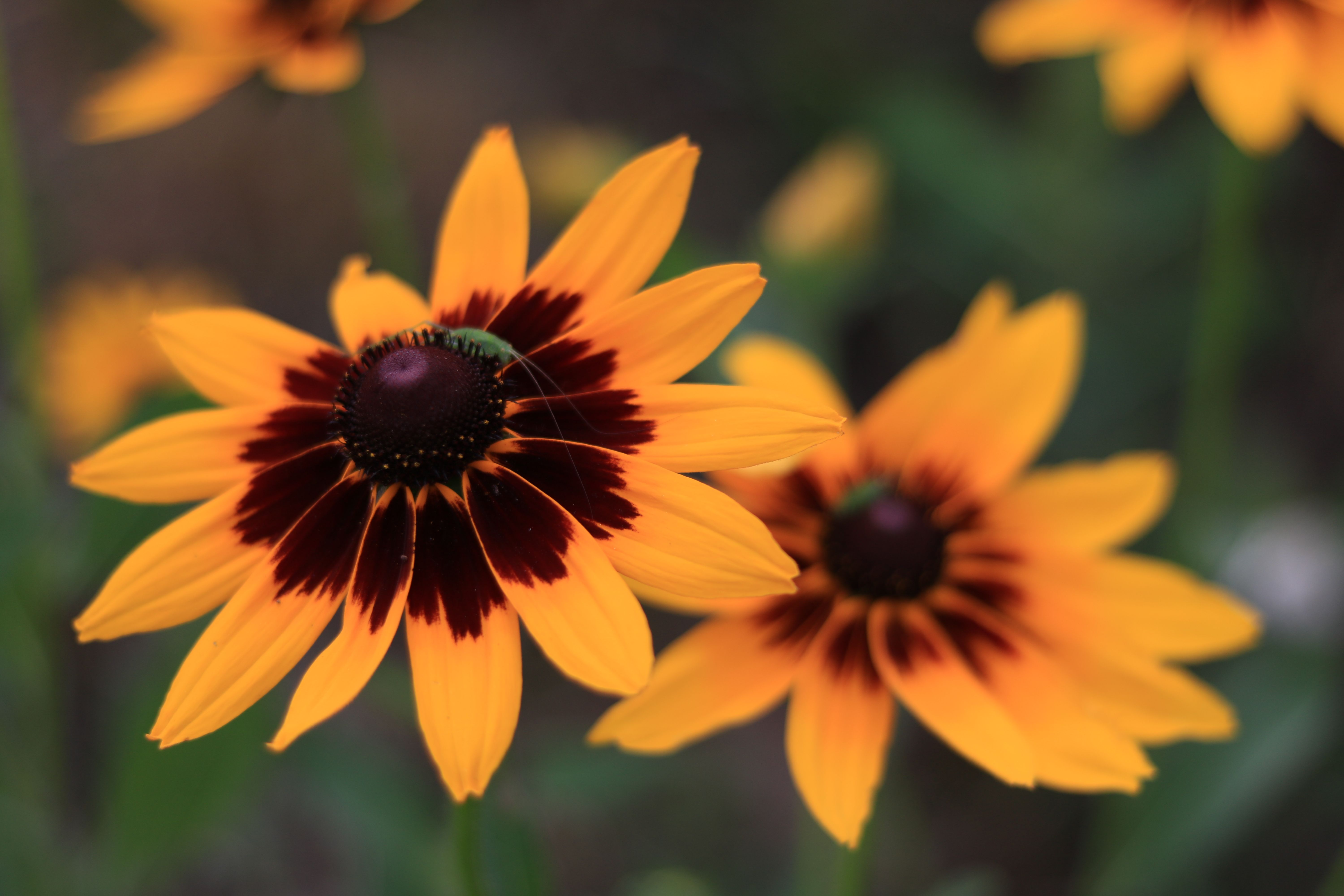 Close-Up of Vibrant Yellow Black-Eyed Susan Flowers · Free Stock Photo