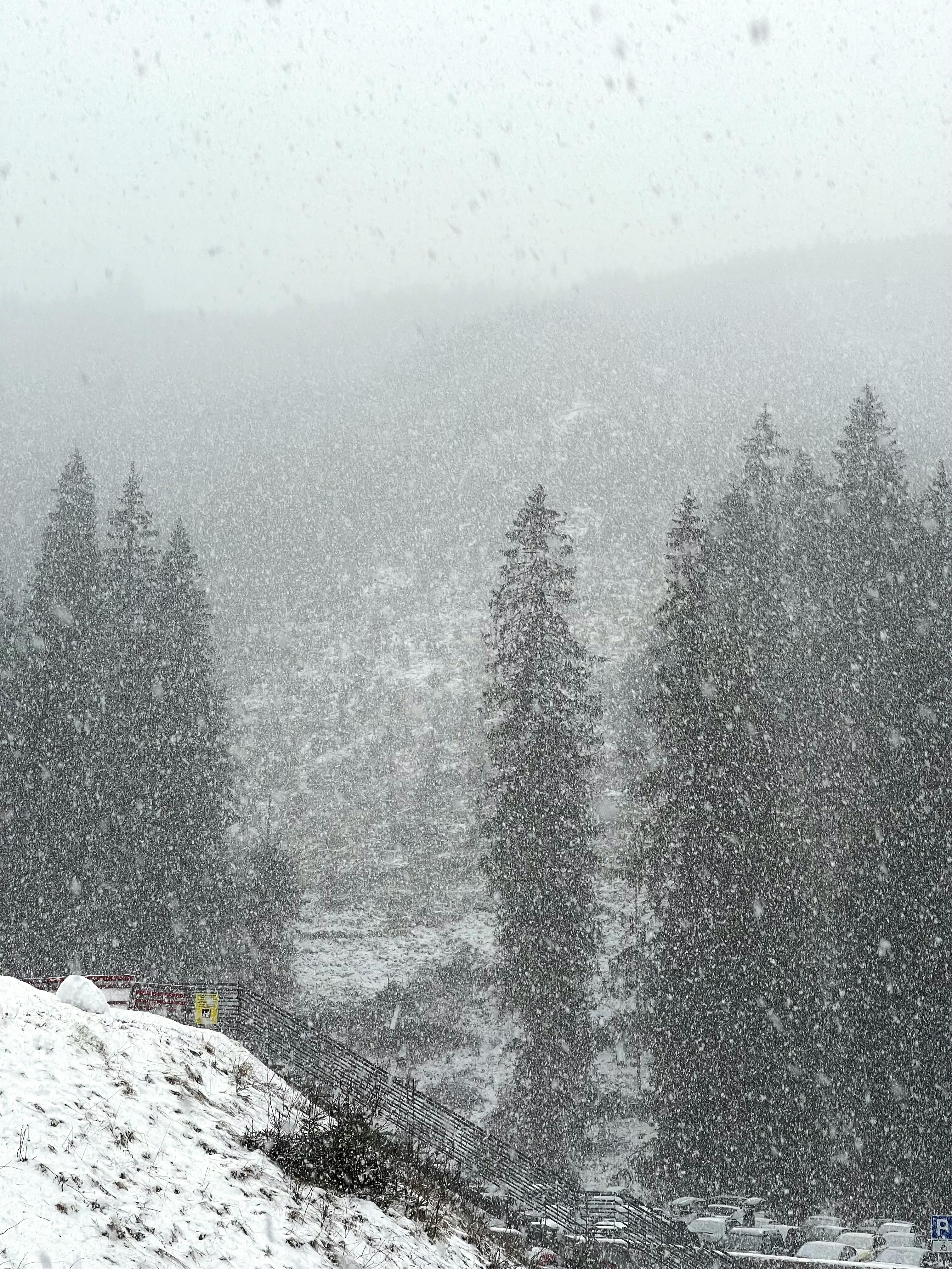 Snowfall in Demänovská Dolina, Slovakia Forest · Free Stock Photo