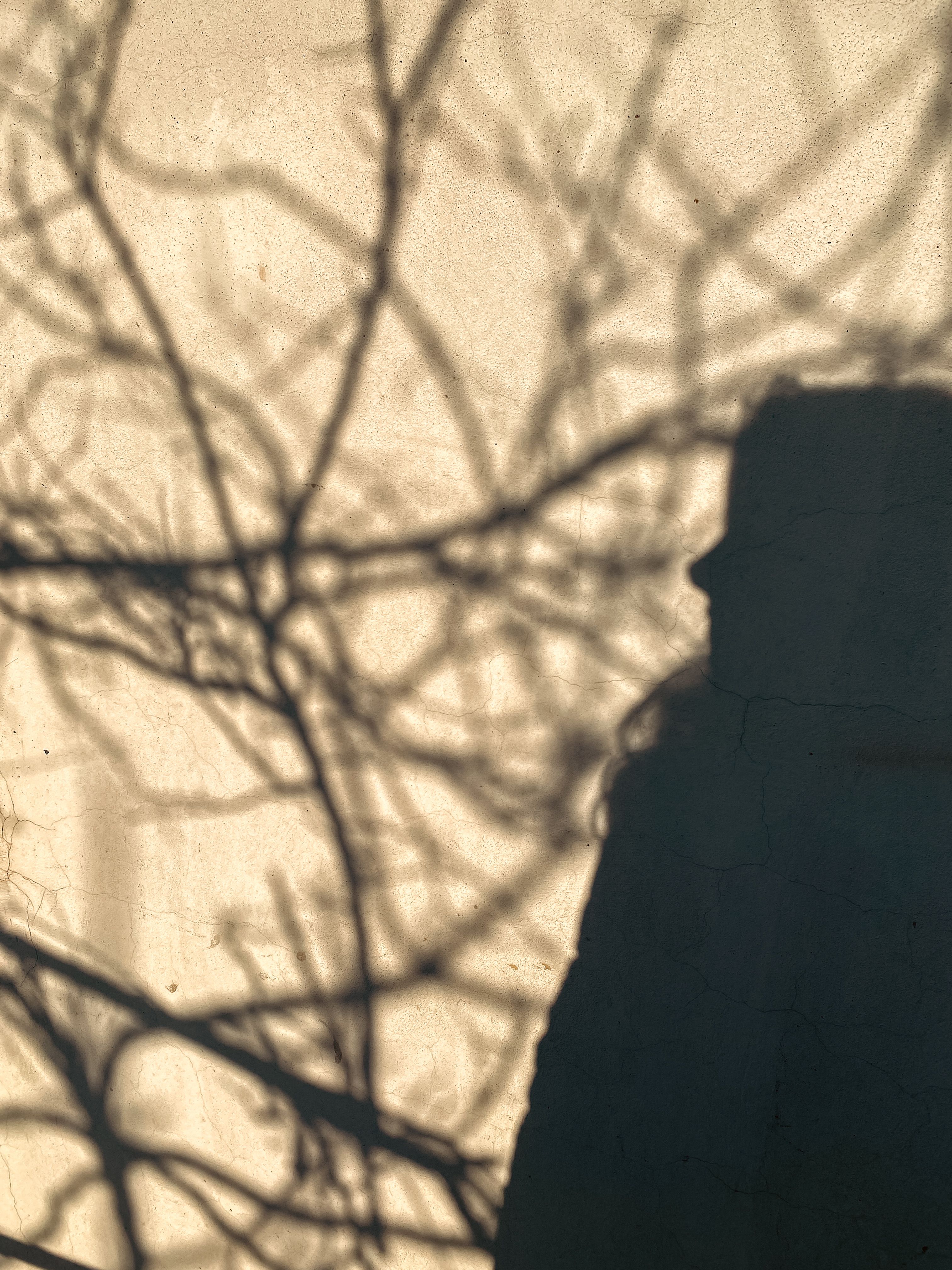 Shadow of Person on Wall with Tree Branches · Free Stock Photo