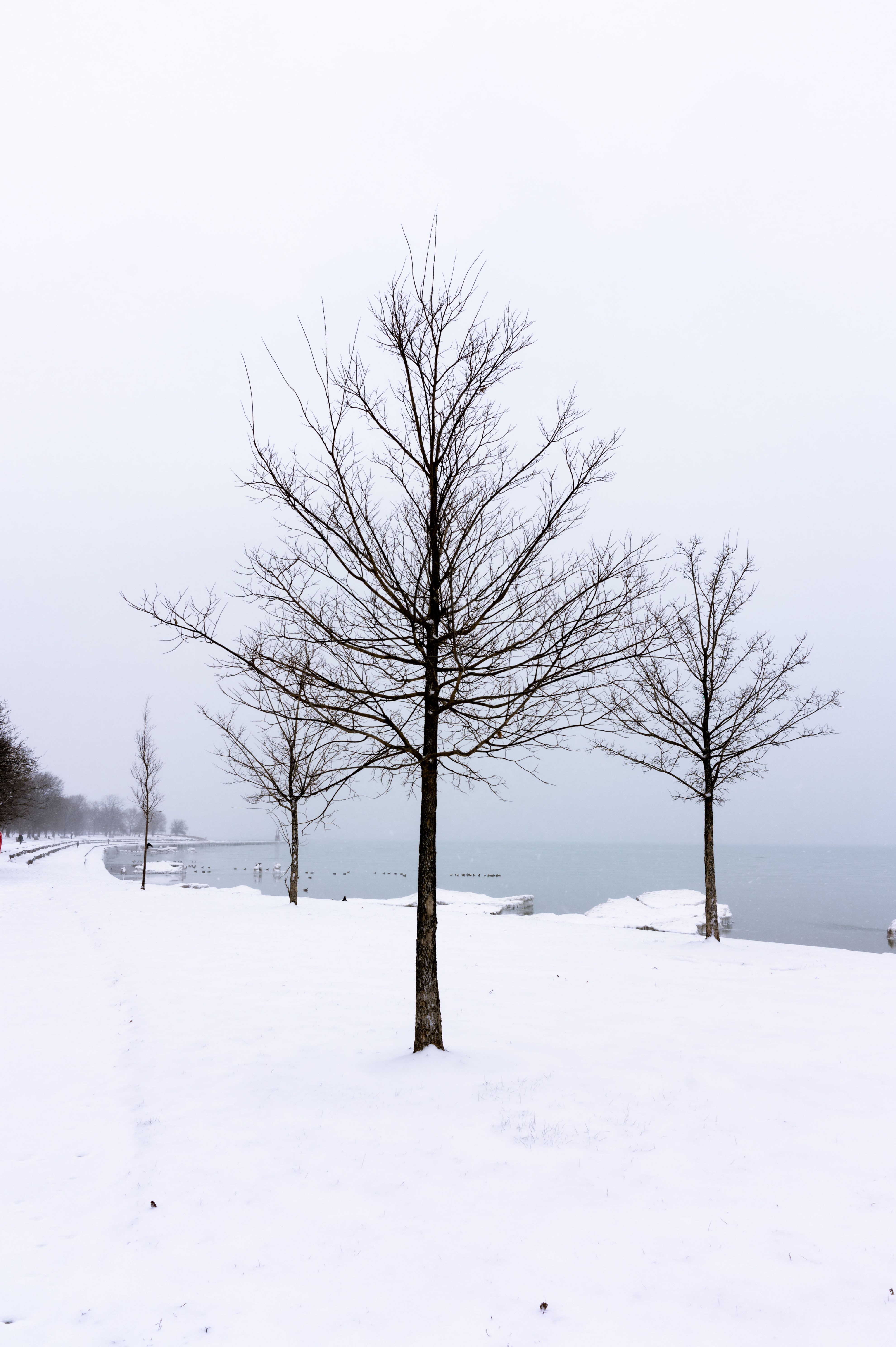 Snowy Lakeshore Scene in Chicago Winter · Free Stock Photo