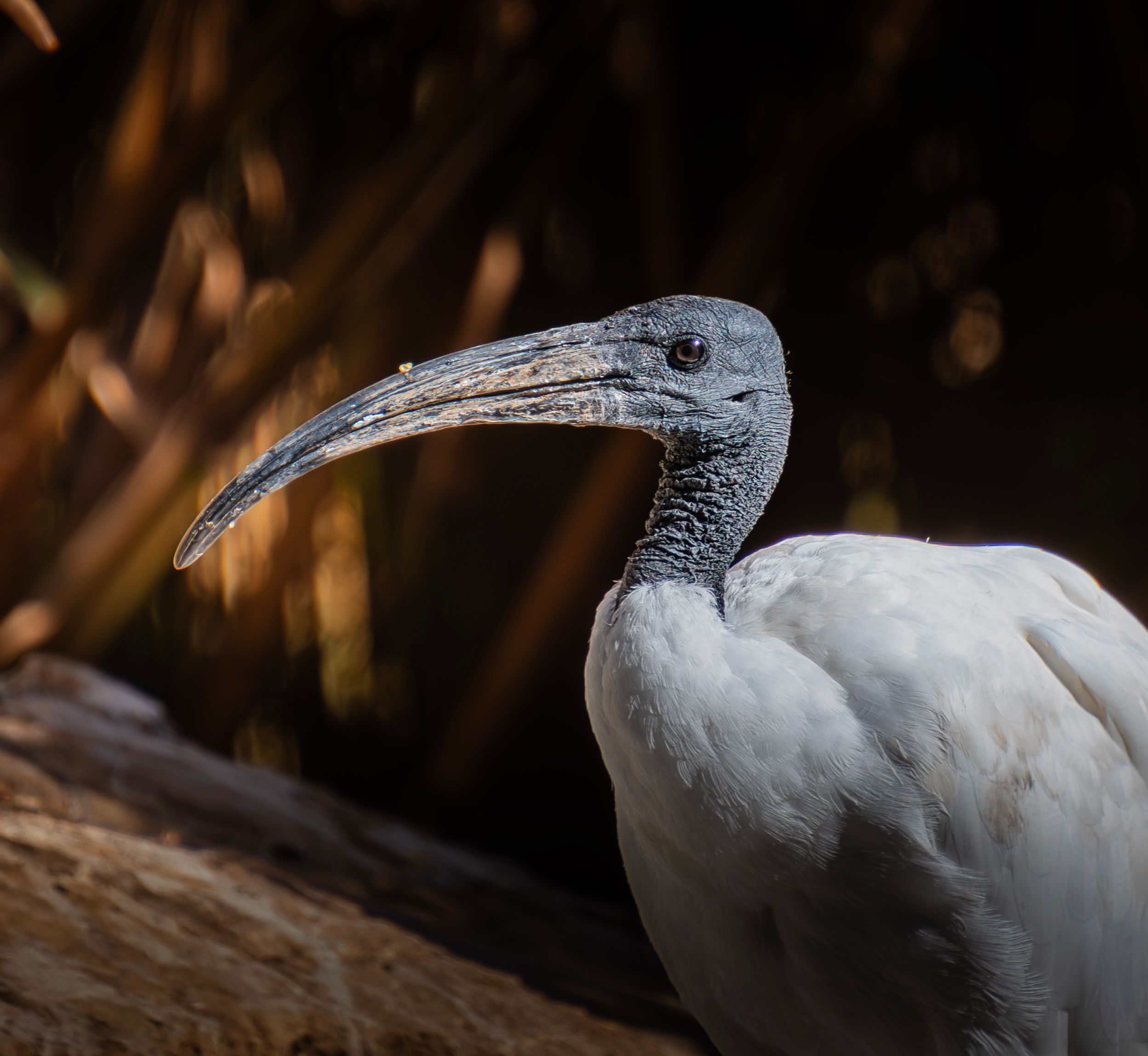 A bird with a long beak standing in the jungle · Free Stock Photo
