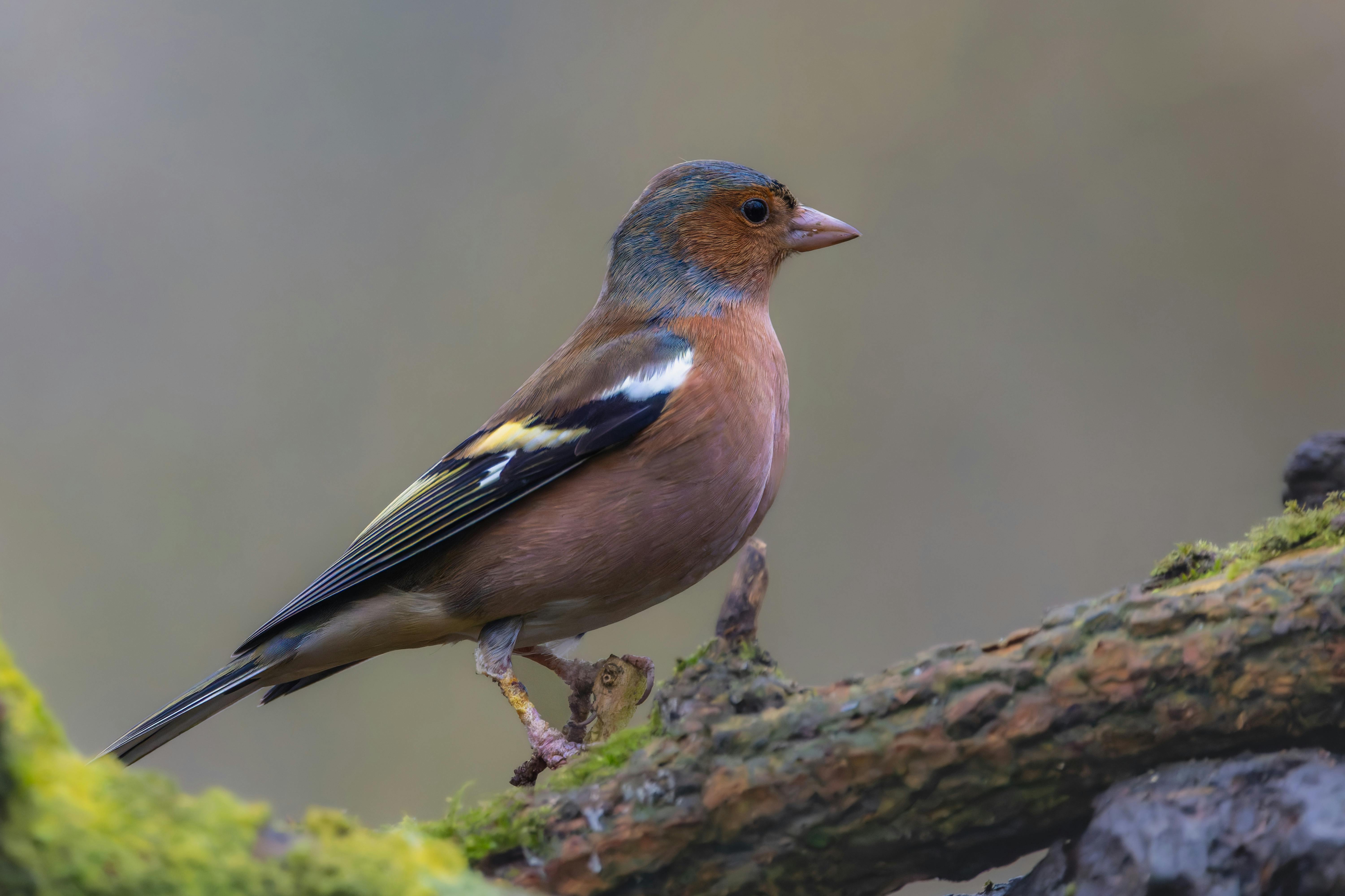 Close-up of Chaffinch in Natural Habitat · Free Stock Photo