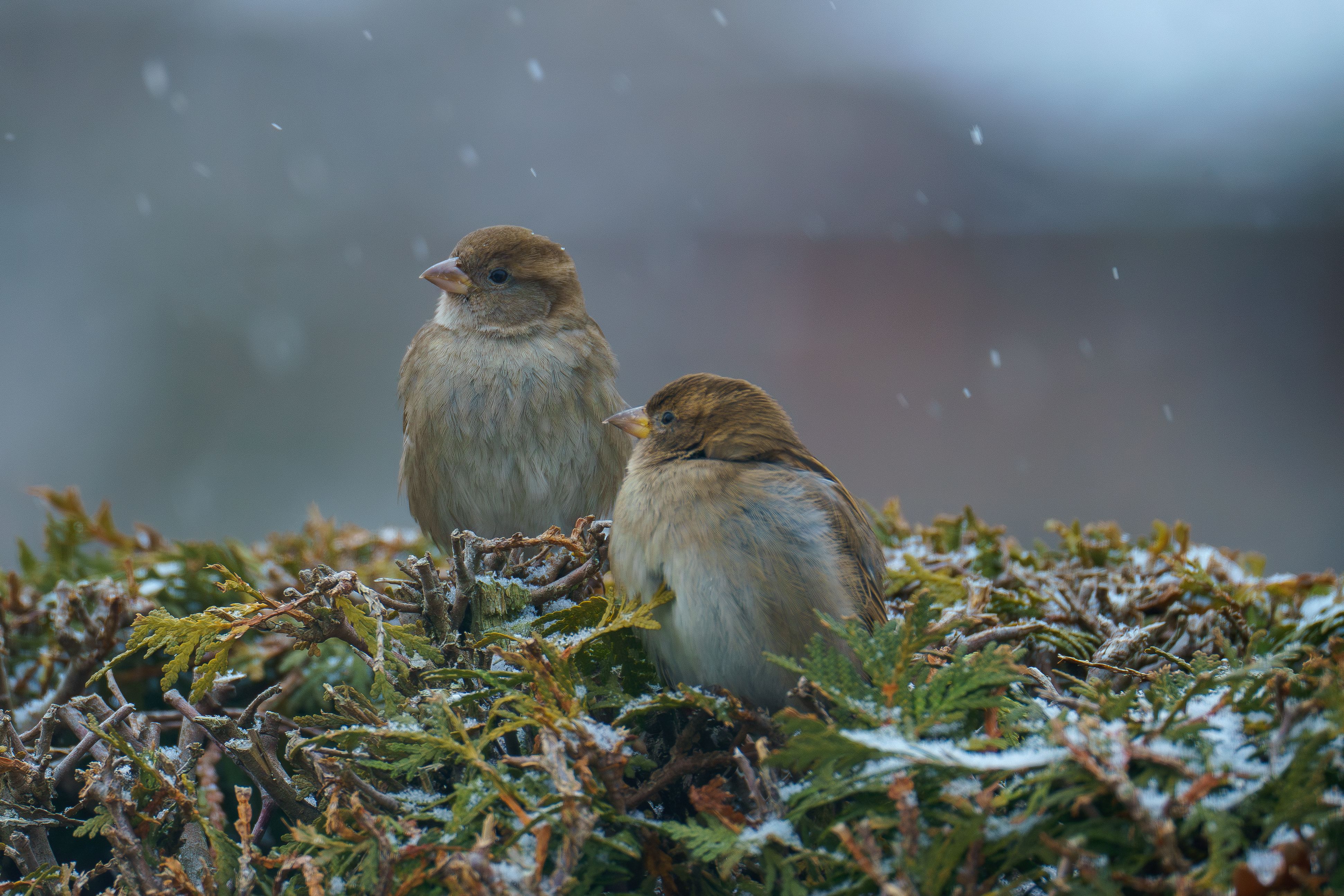 Two Sparrows in Wintery Landscape · Free Stock Photo