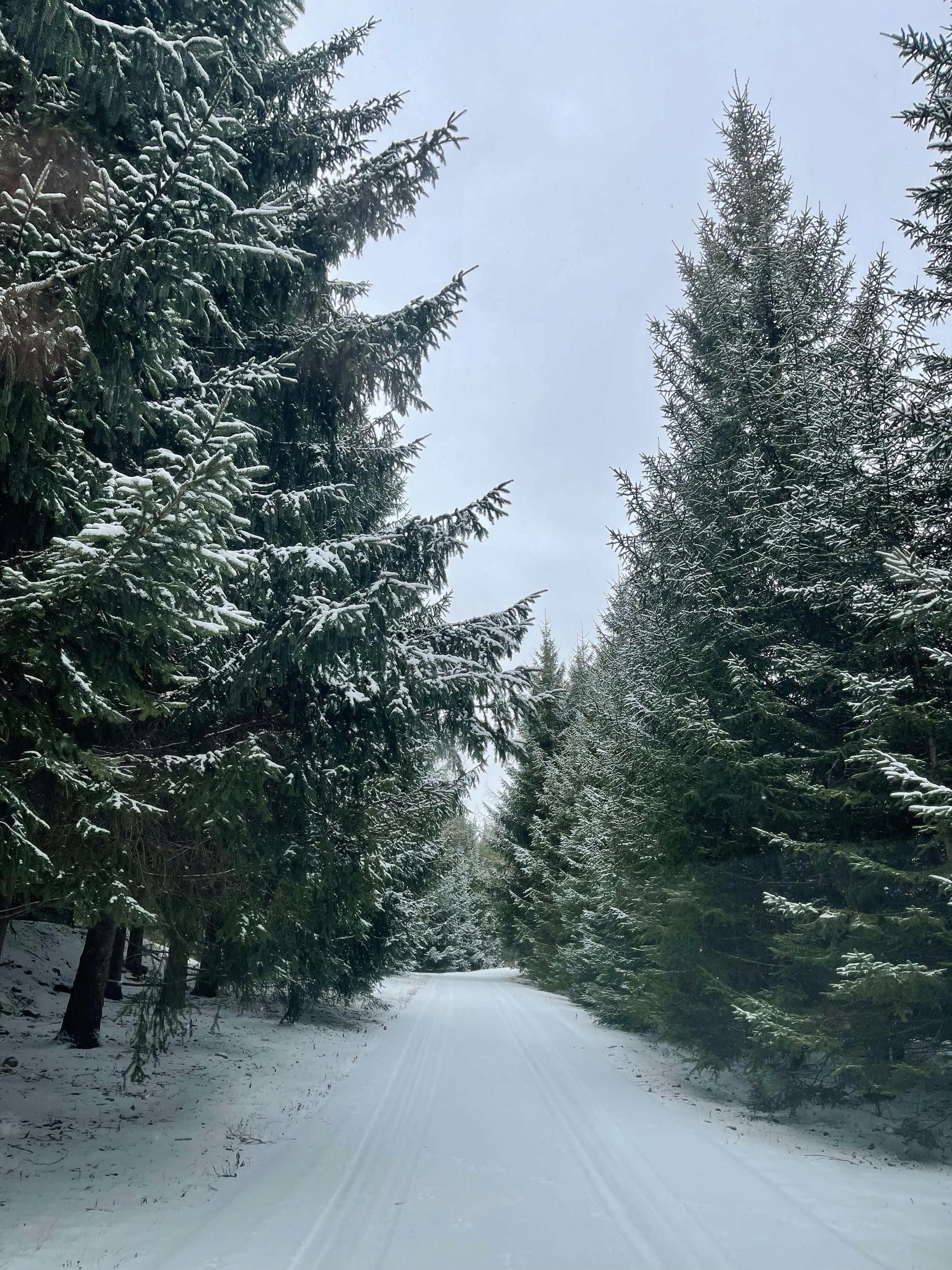 Pure Forest Photos, Download The BEST Free Pure Forest Stock Photos ...