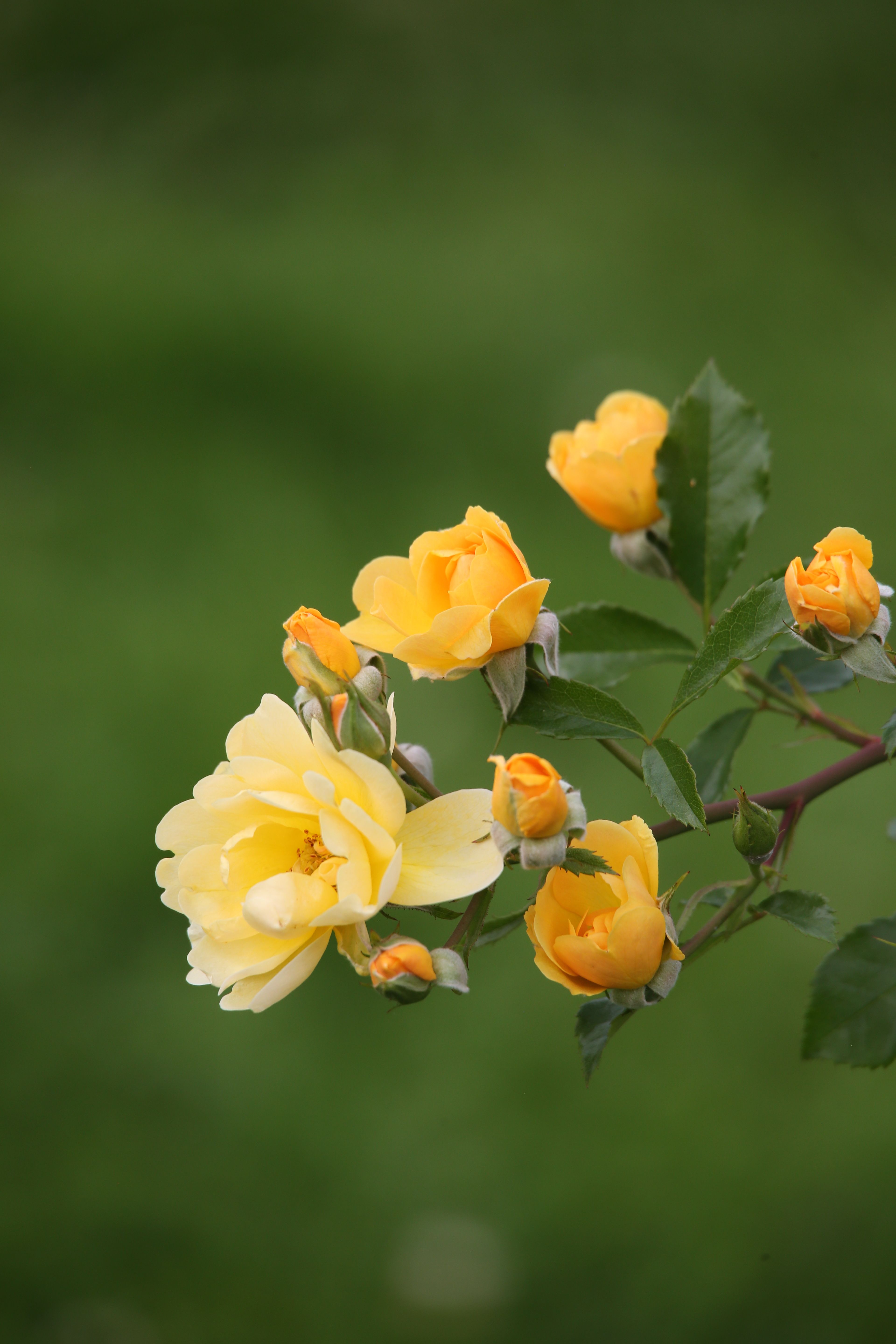 Formas De Rosas Photos, Download The BEST Free Formas De Rosas Stock ...