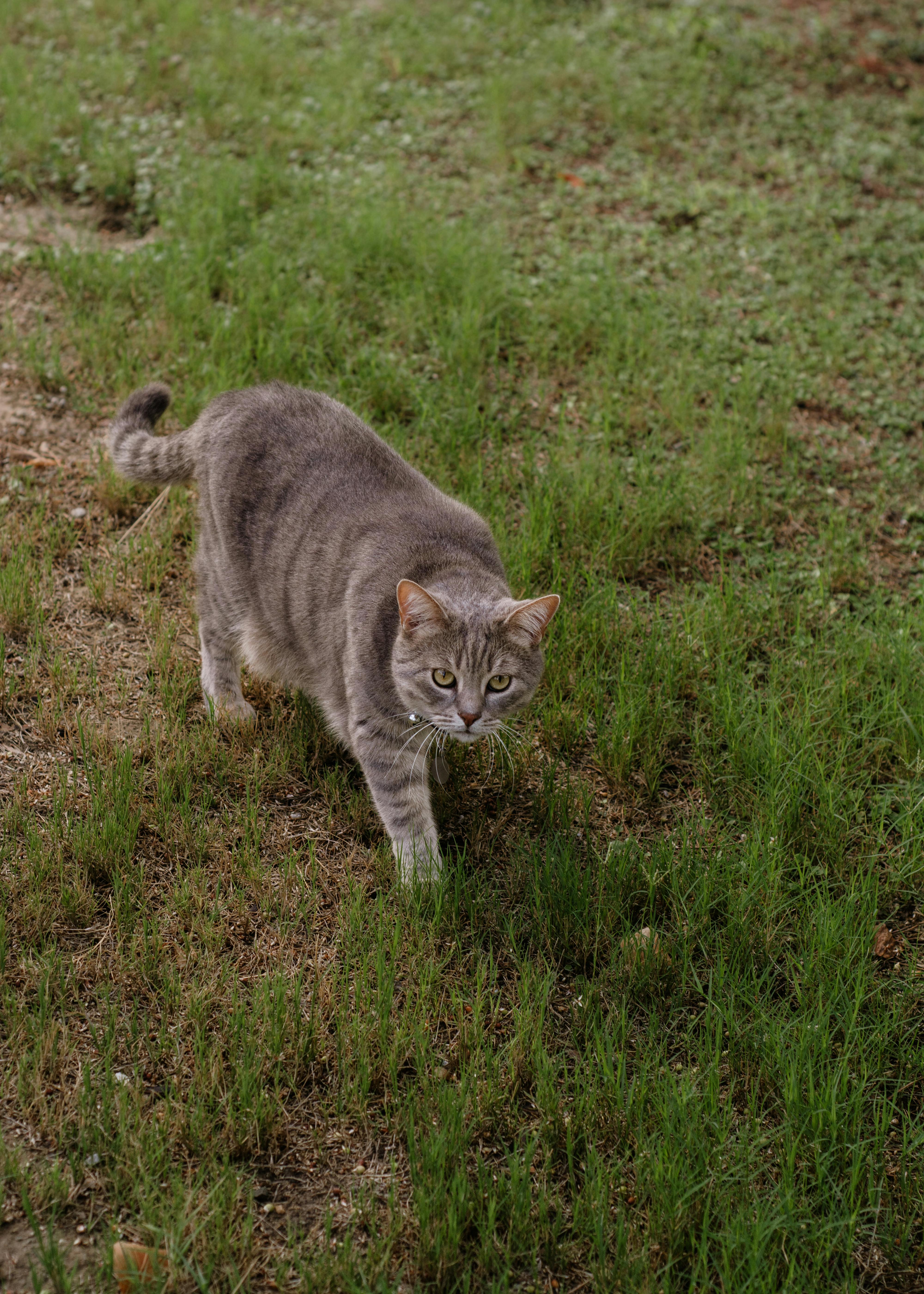 Gray Tabby Cat Walking on Grass Outdoors · Free Stock Photo