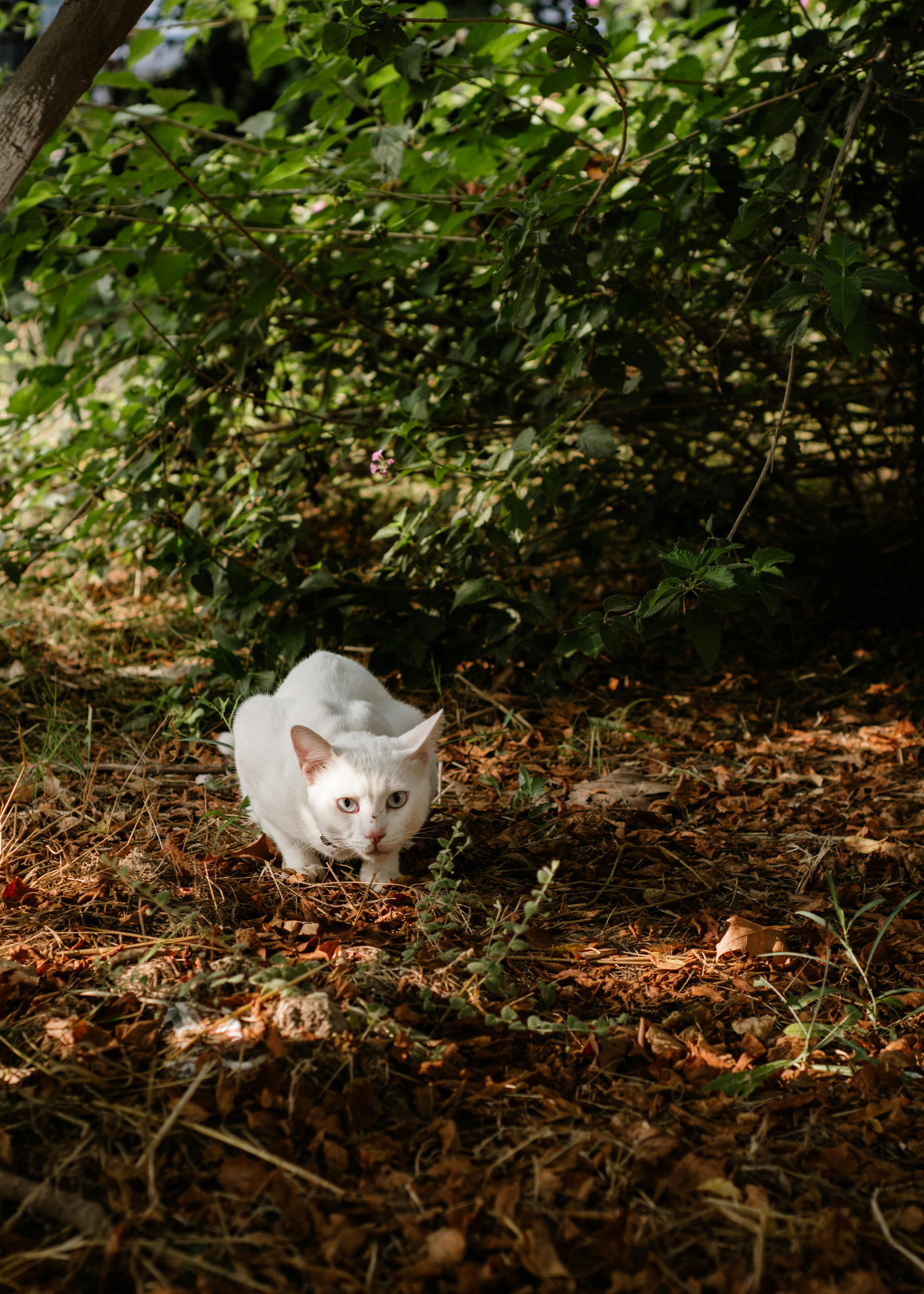Foto de stock gratuita sobre al aire libre, alerta, animal, arboles ...