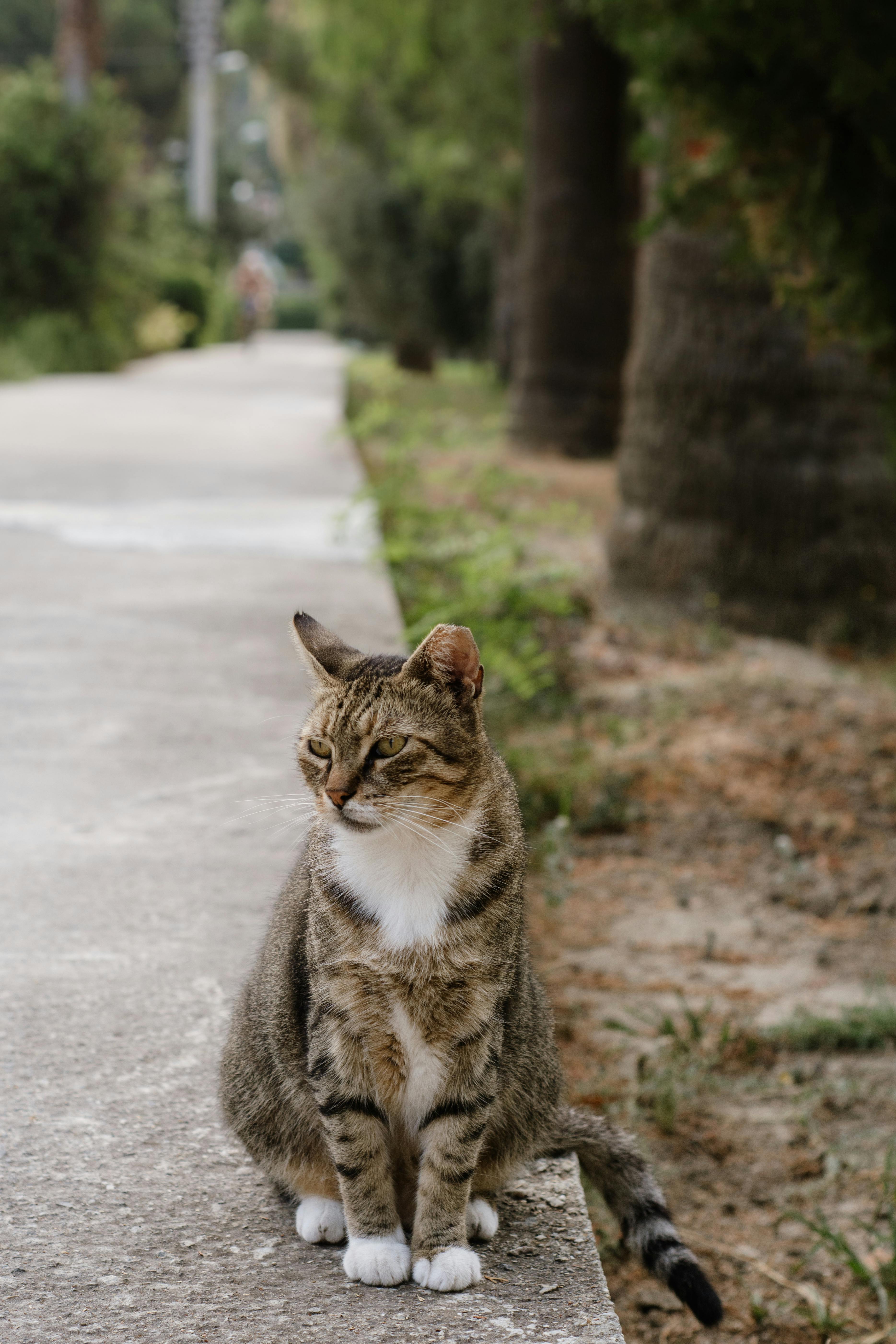 Peaceful Cat Sitting on Pathway in Nature · Free Stock Photo