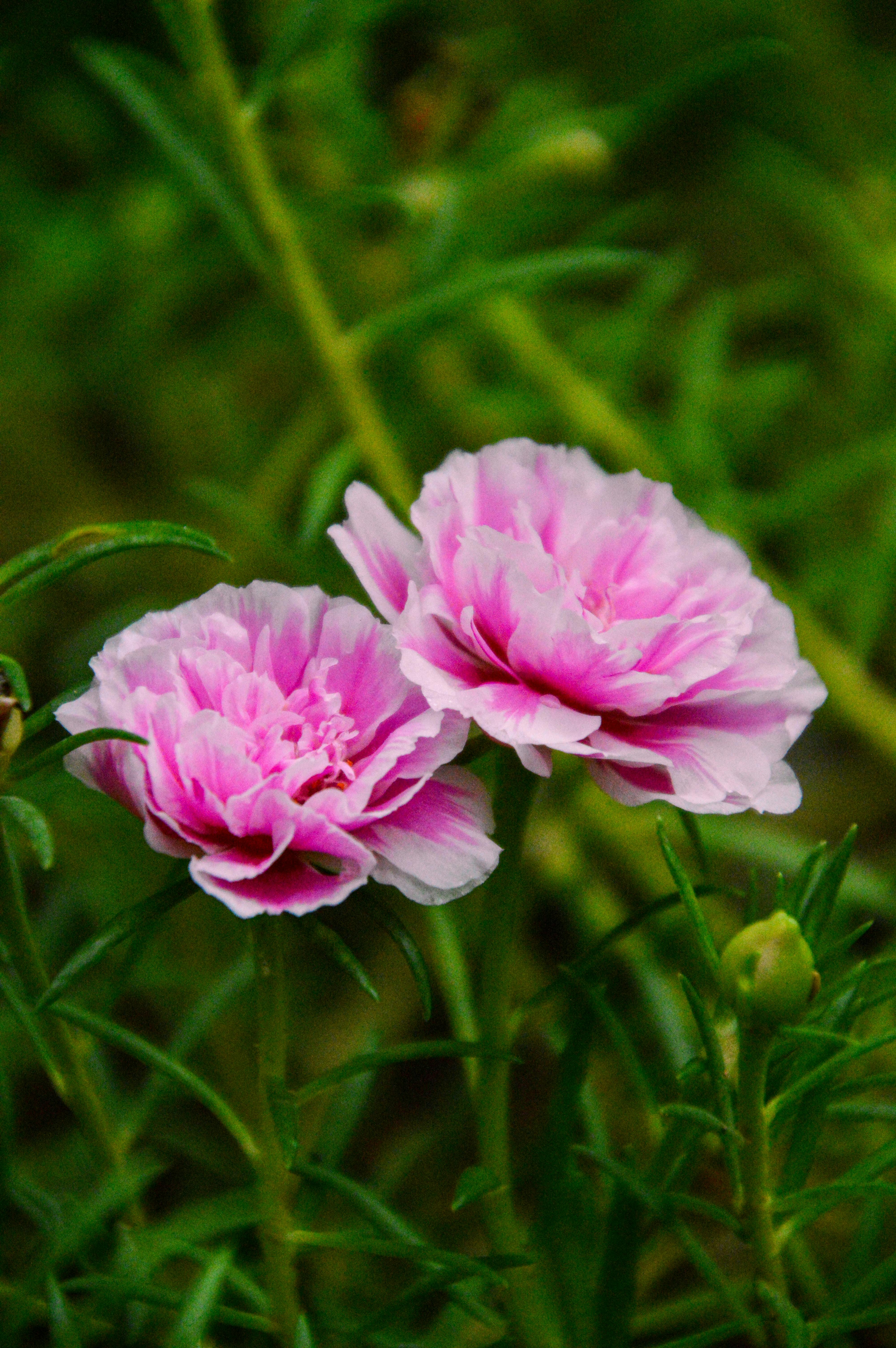 Vibrant Pink Moss Rose Flowers in Bali · Free Stock Photo