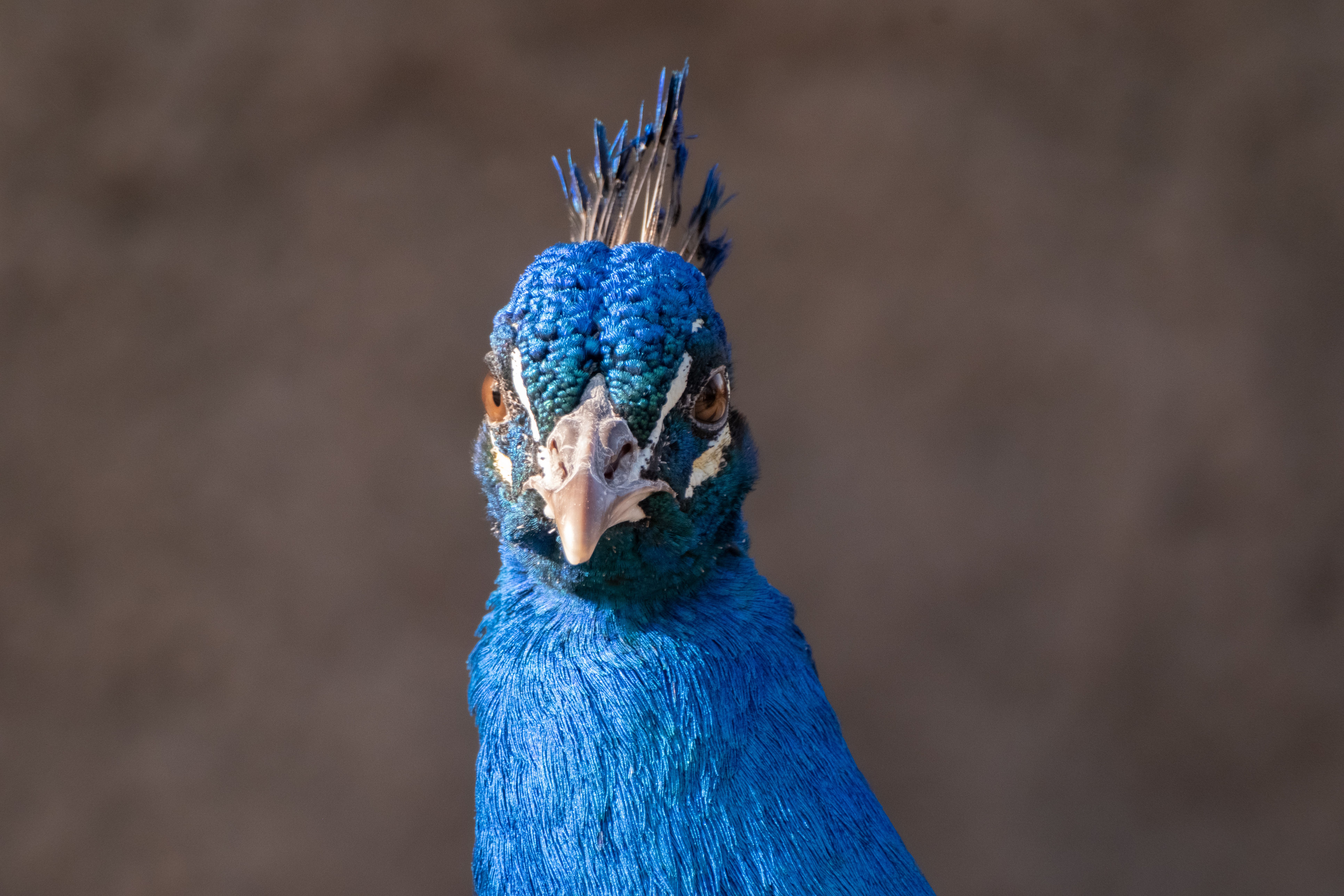 Vibrant Blue Peacock Portrait in New York · Free Stock Photo