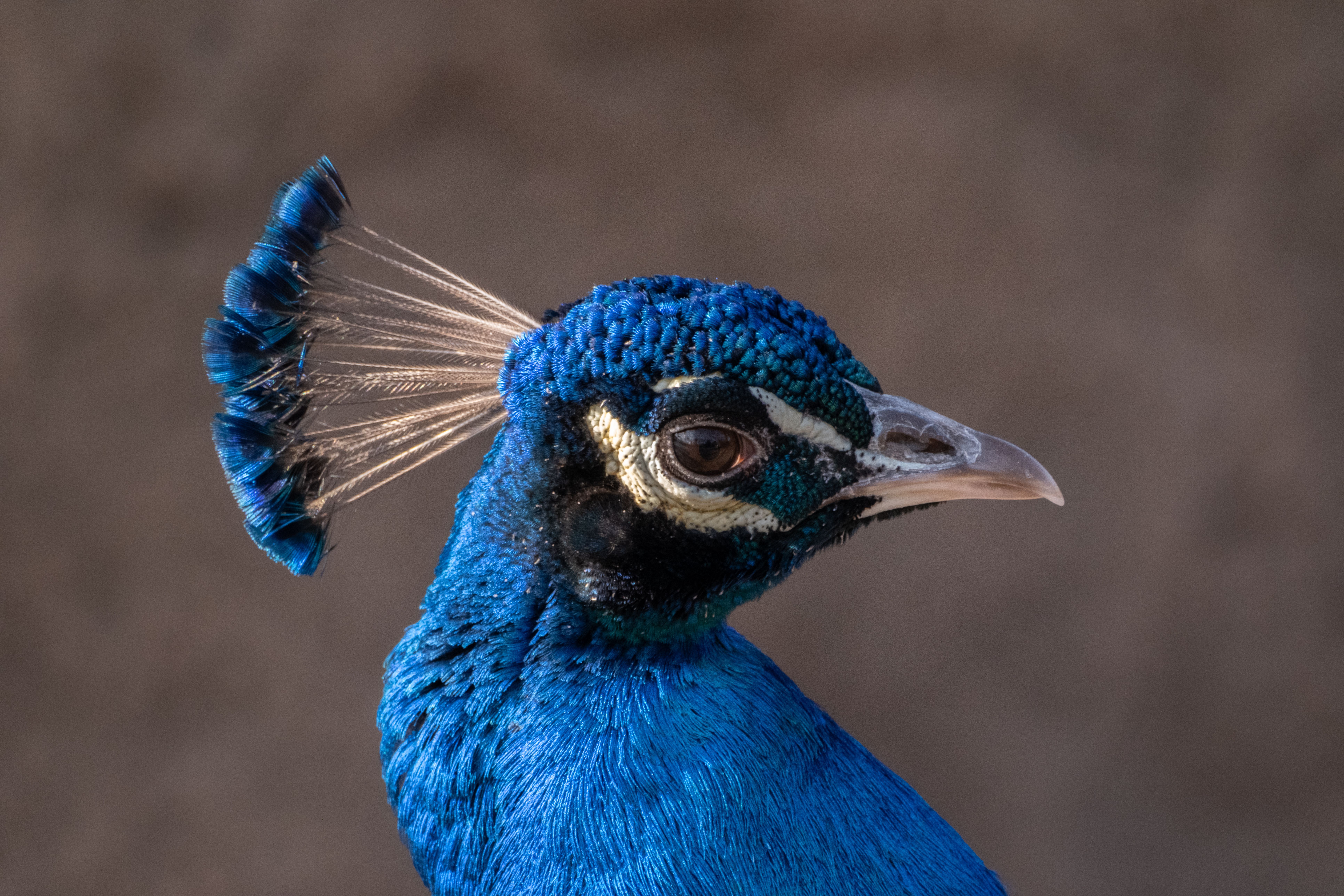 Close-Up Portrait of Vibrant Blue Peacock · Free Stock Photo