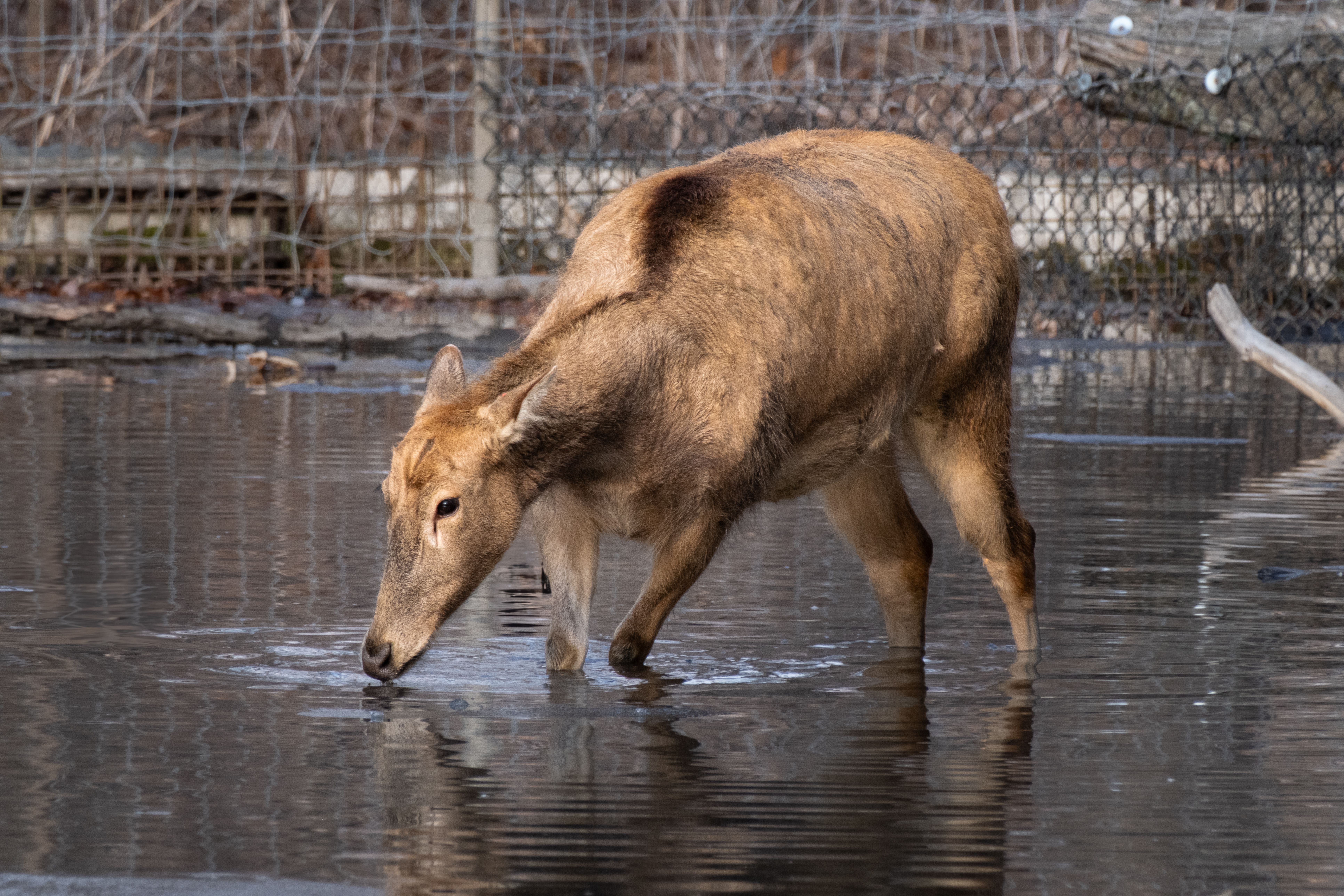 Nepali Deer Photos, Download The BEST Free Nepali Deer Stock Photos ...