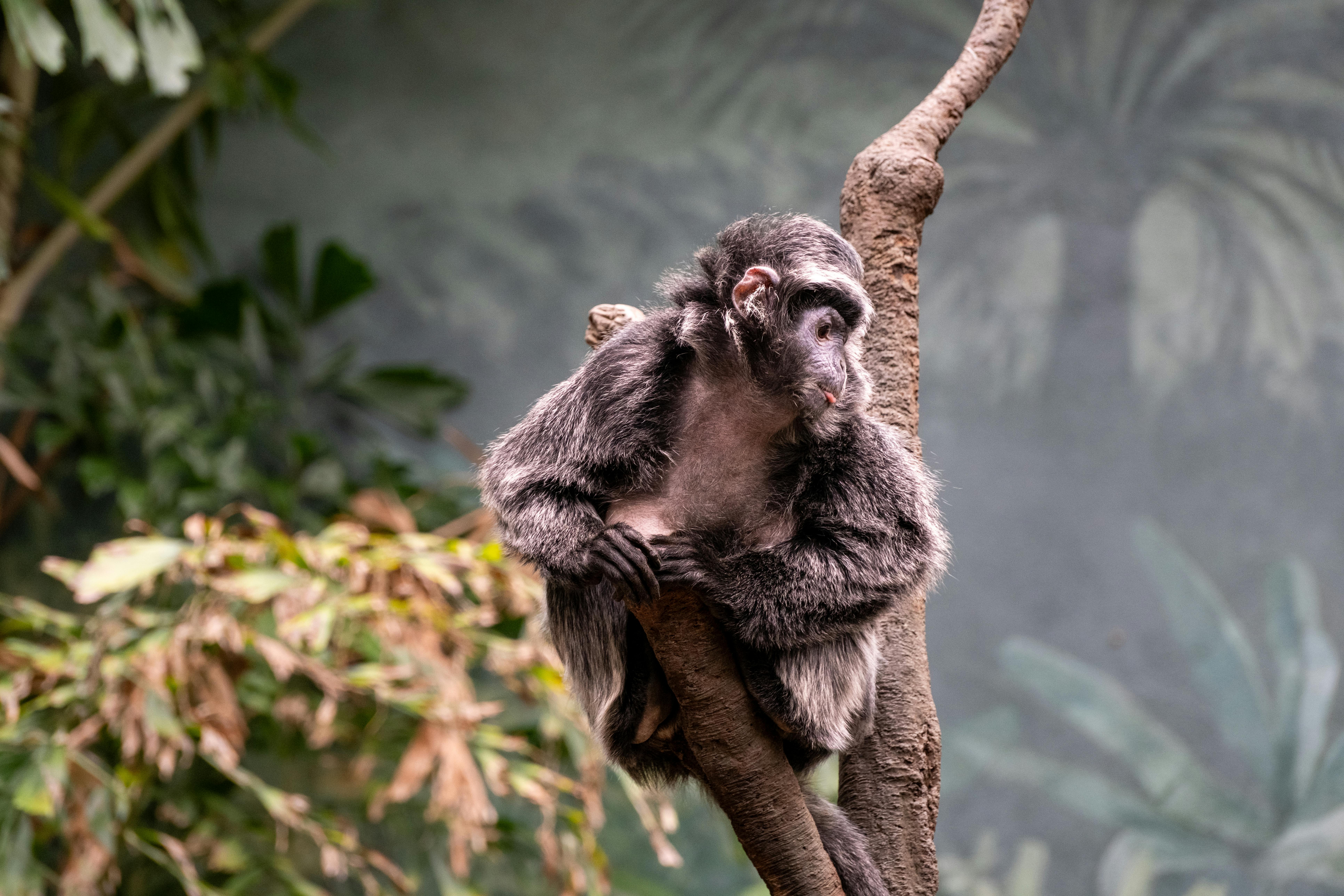 Chimpanzee Posing on Tree in Zoo Habitat · Free Stock Photo