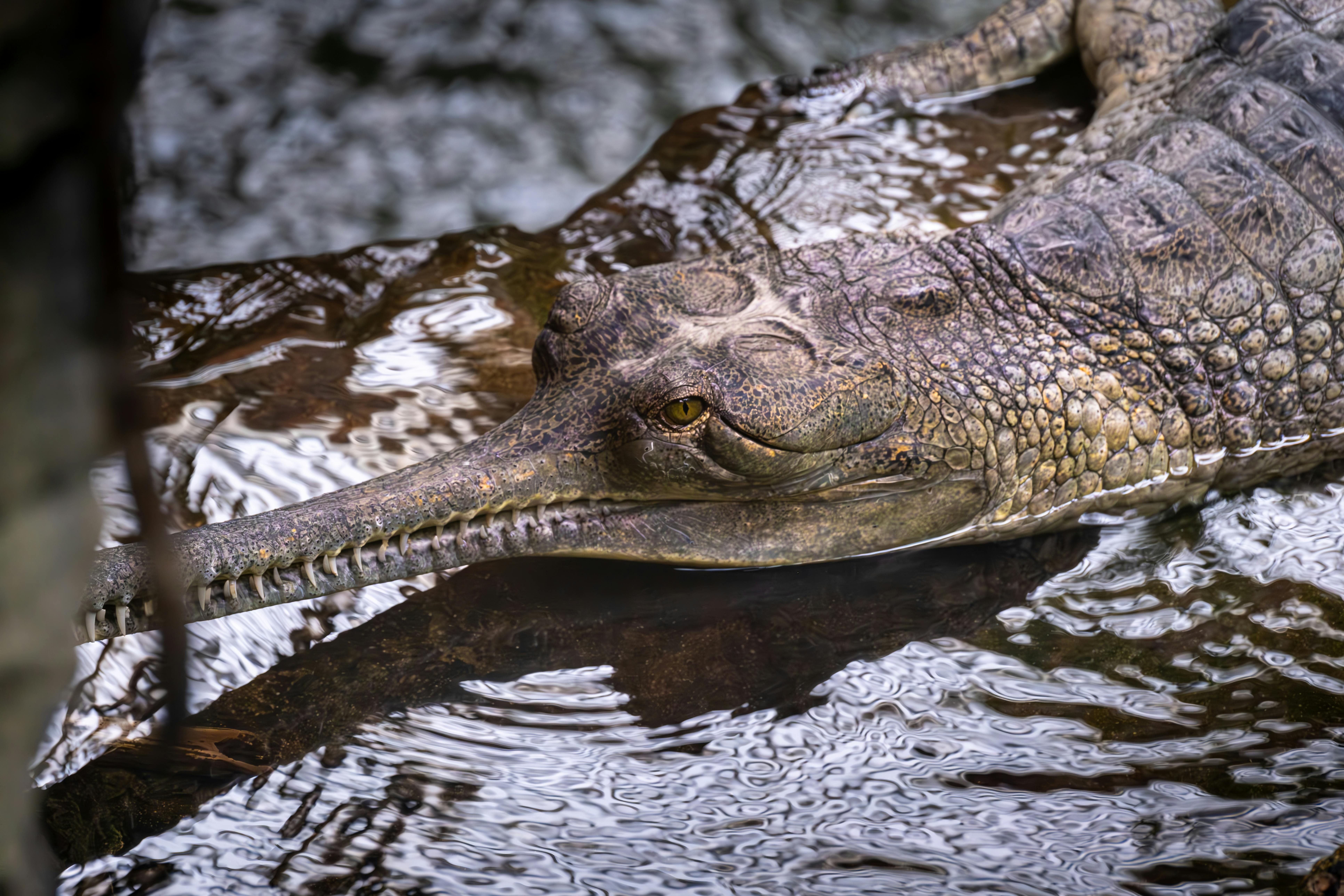 Crocodile Friendy Photos, Download The BEST Free Crocodile Friendy ...