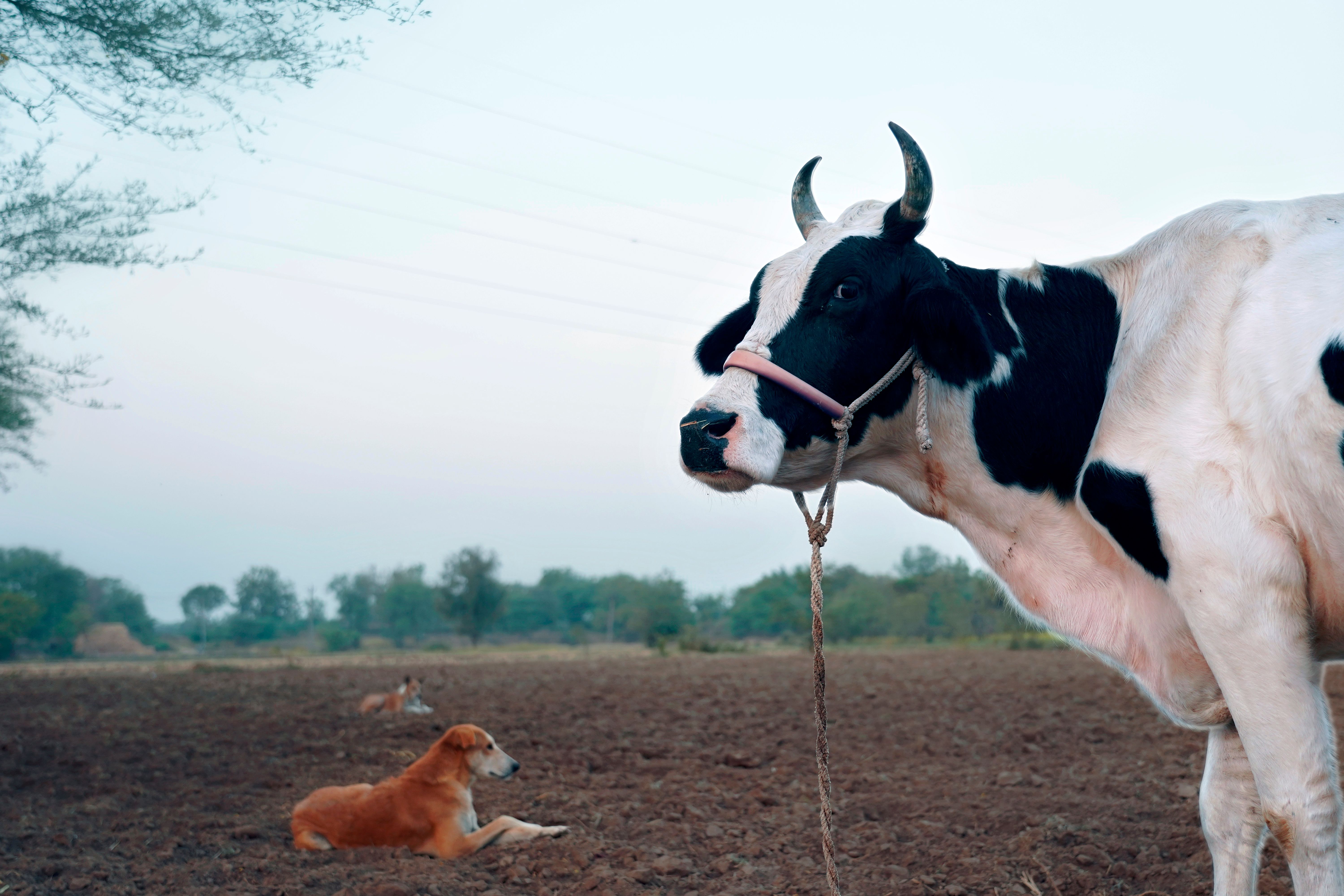 Rural Scene with Cow and Dog in Field at Dusk · Free Stock Photo