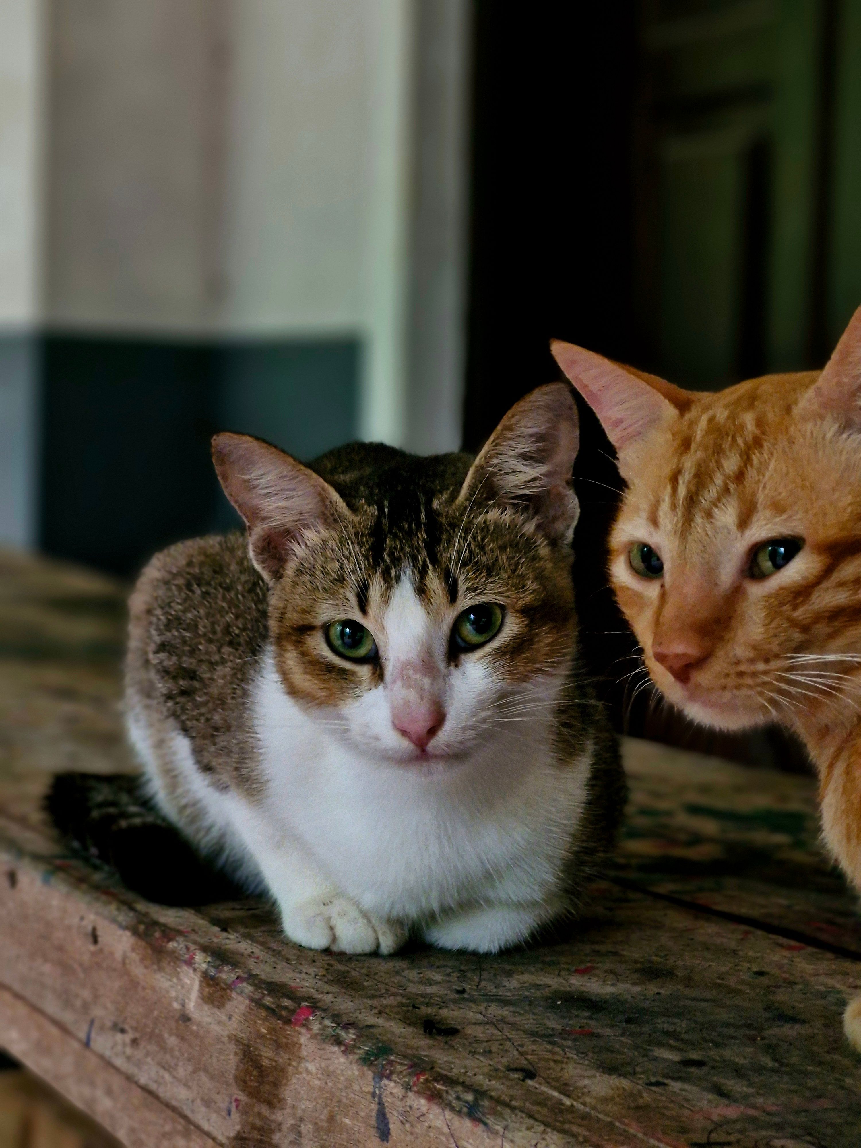 Cats Enemy Photos, Download The BEST Free Cats Enemy Stock Photos & HD ...