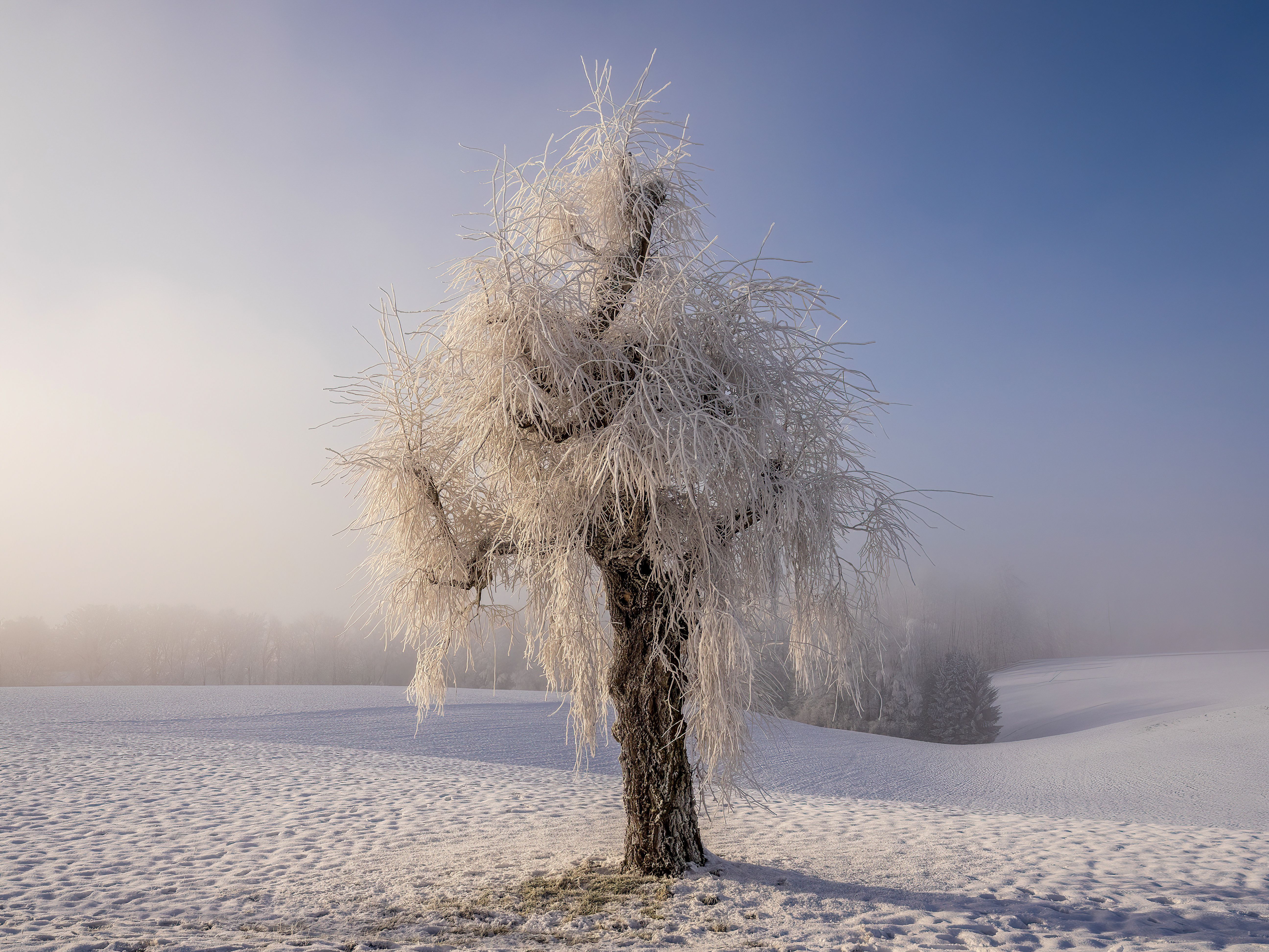 Lone Frost-Covered Tree in Winter Landscape · Free Stock Photo