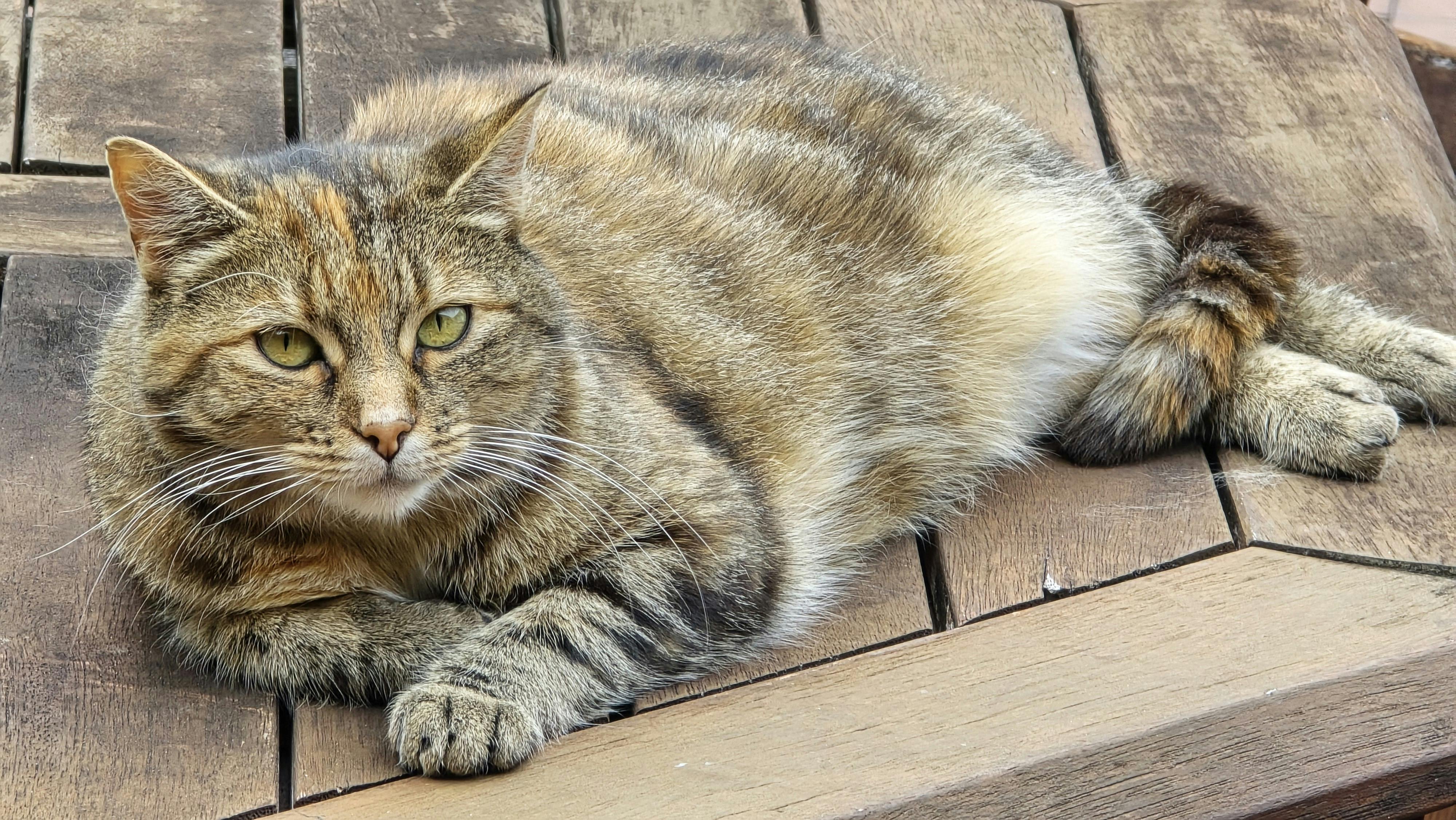 Relaxed Domestic Cat on Wooden Deck · Free Stock Photo