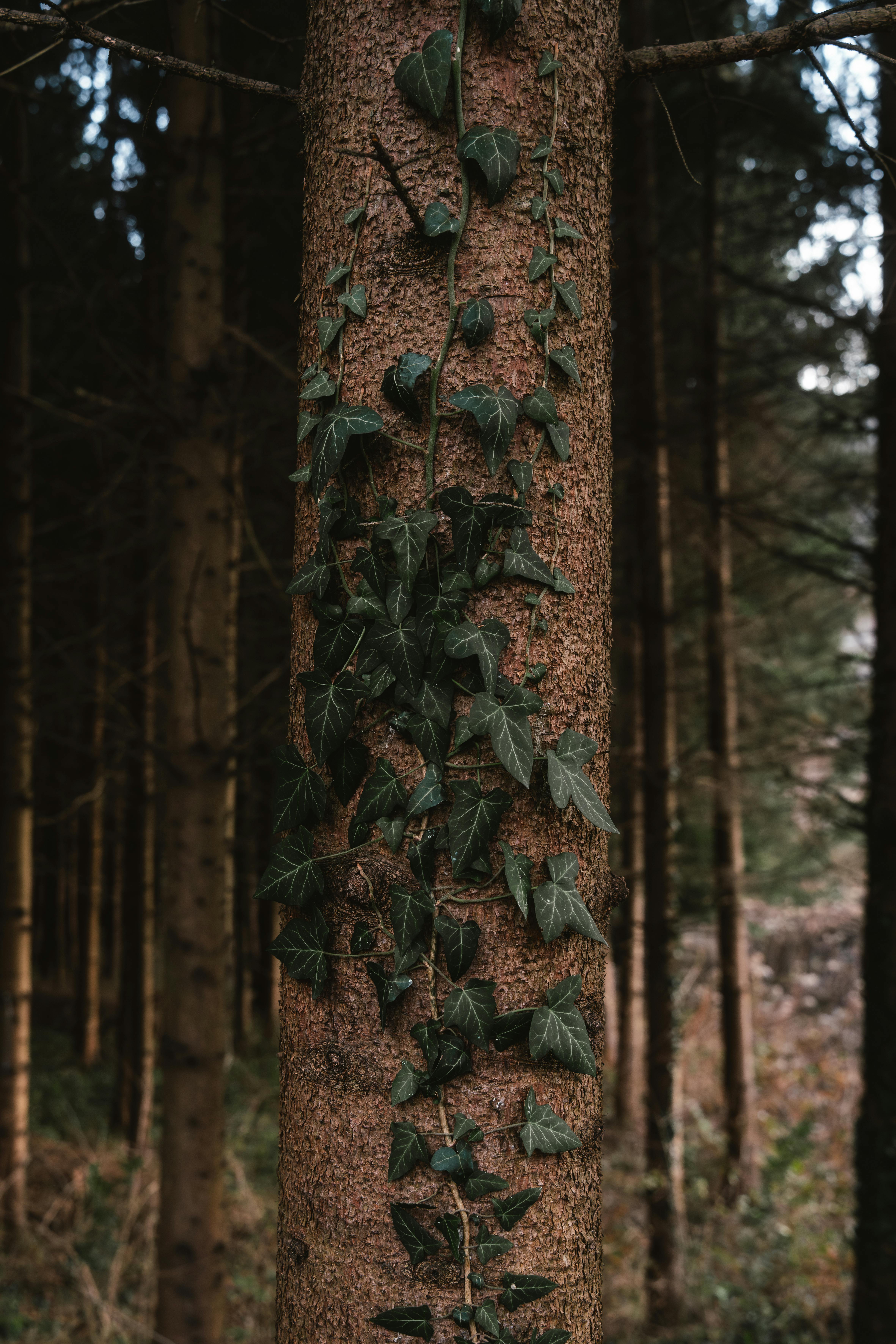 4k Tree Wallpaper Photos, Download The BEST Free 4k Tree Wallpaper ...