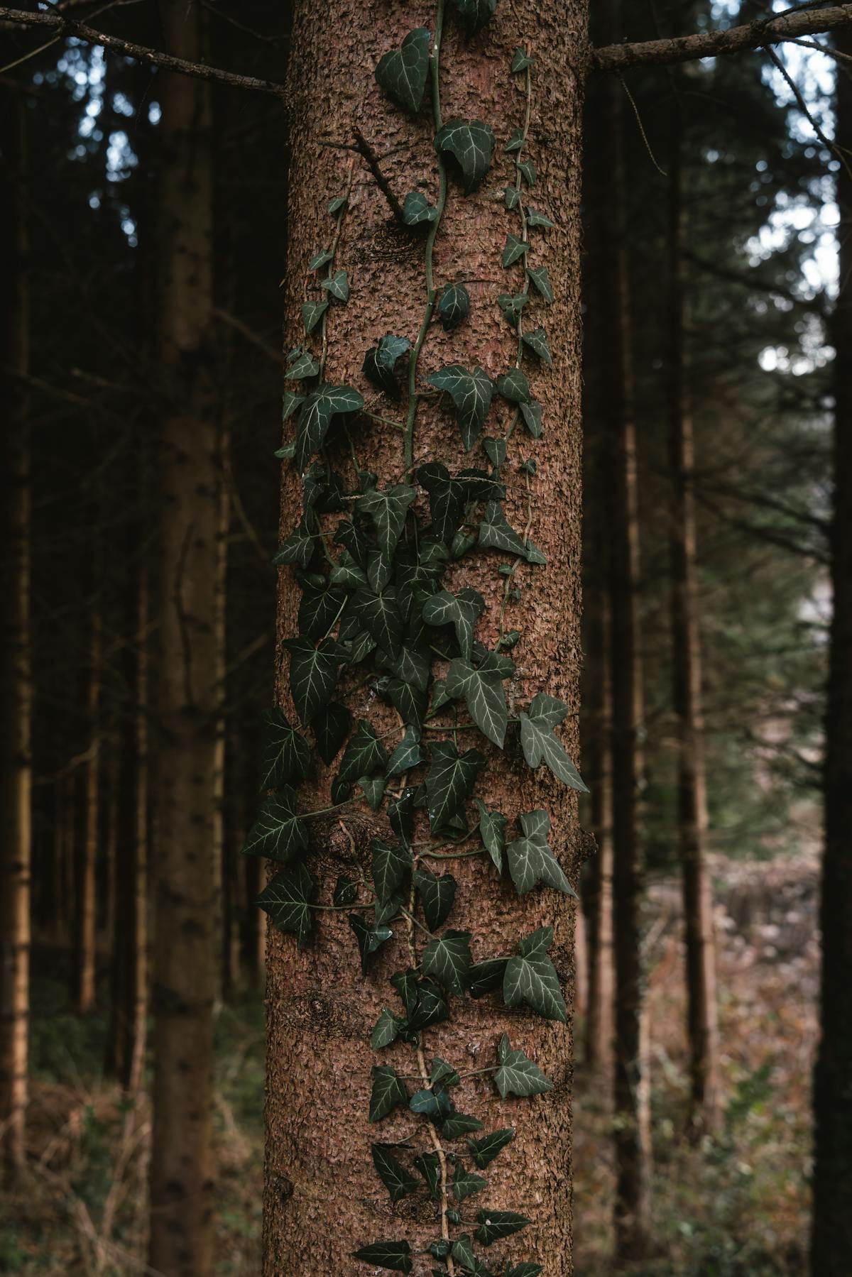 4k Wallpaper Poison Tree Photos, Download The BEST Free 4k Wallpaper ...