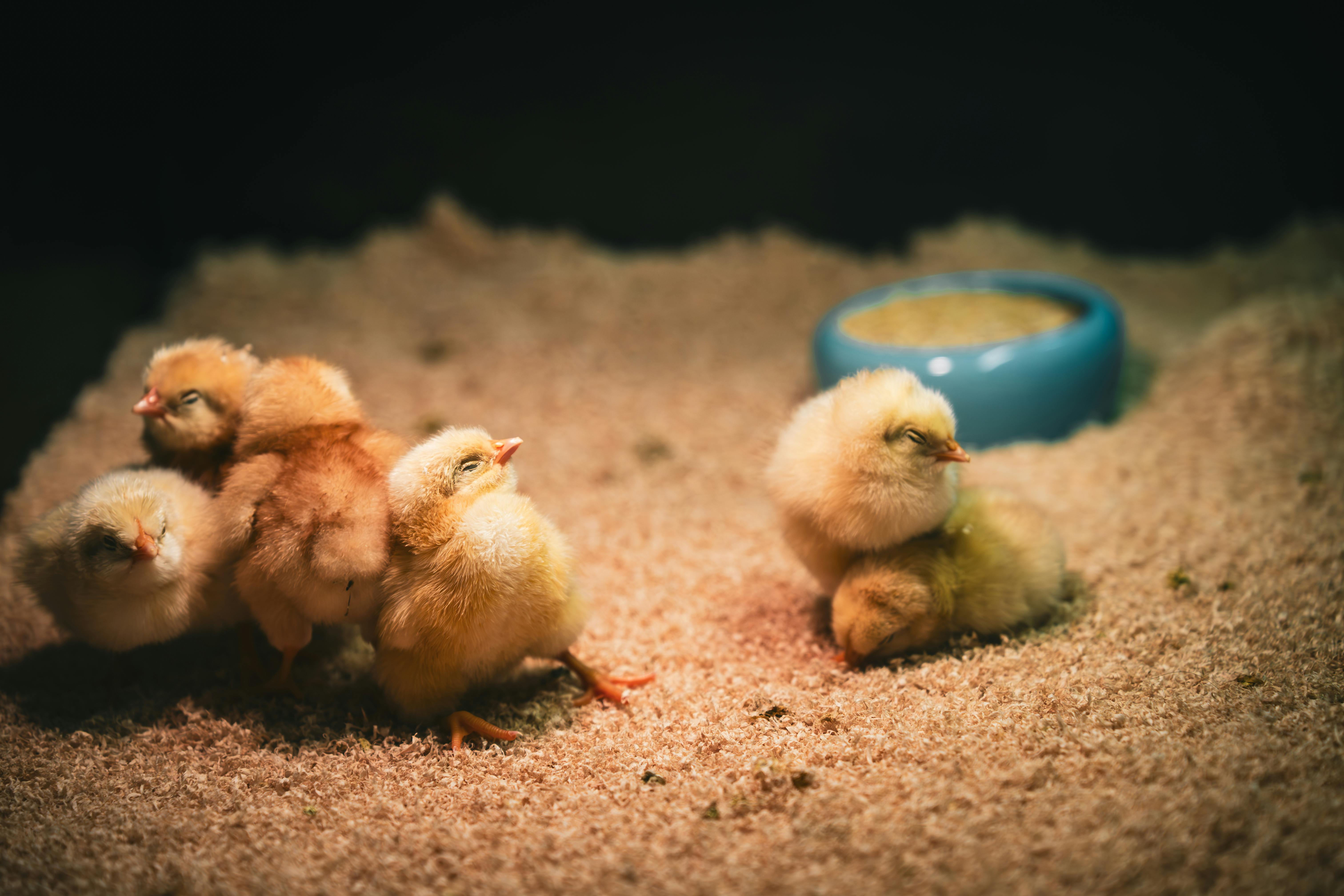 Adorable Fluffy Chicks in Warm Lighting · Free Stock Photo