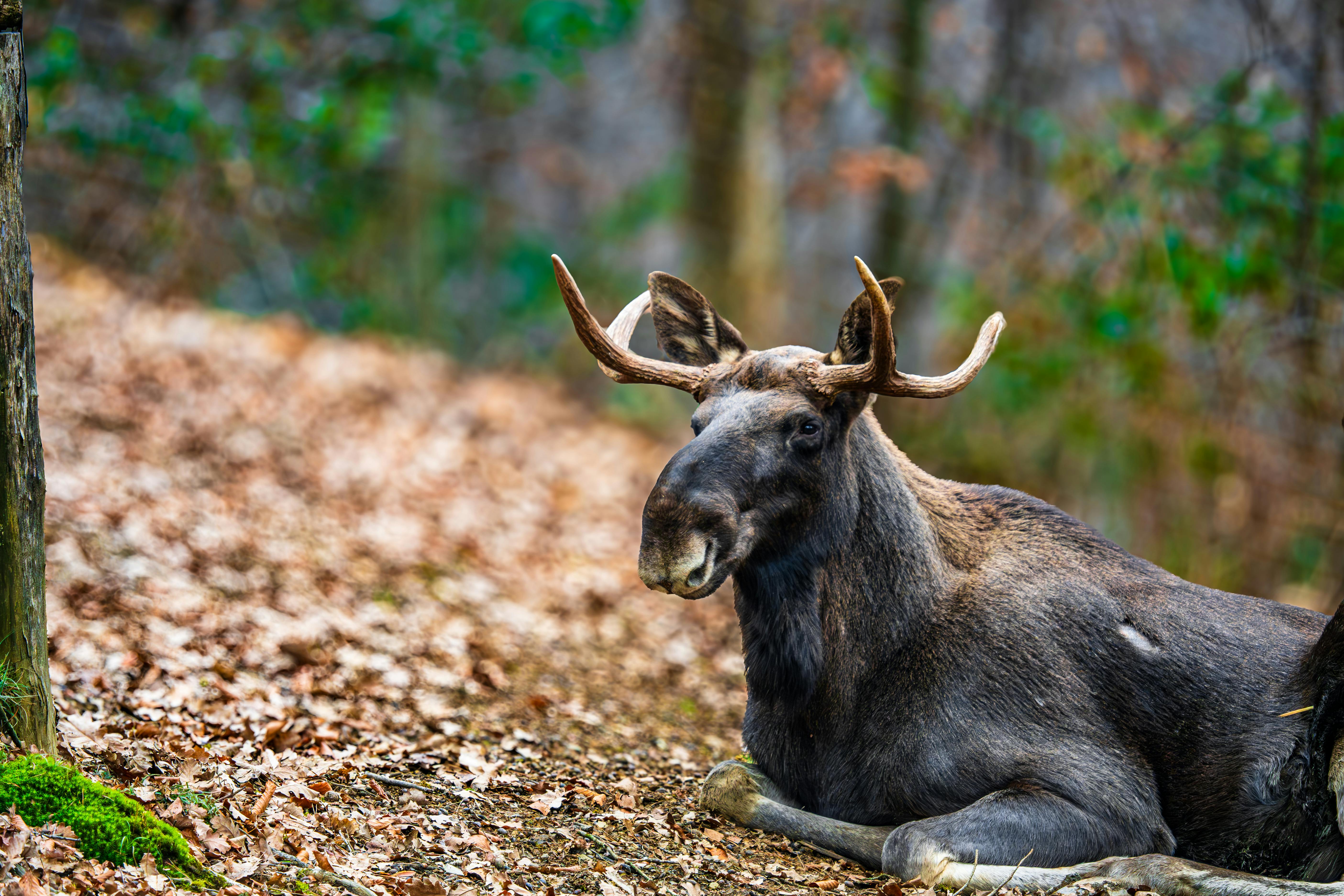 Chocolte Moose Photos, Download The BEST Free Chocolte Moose Stock ...