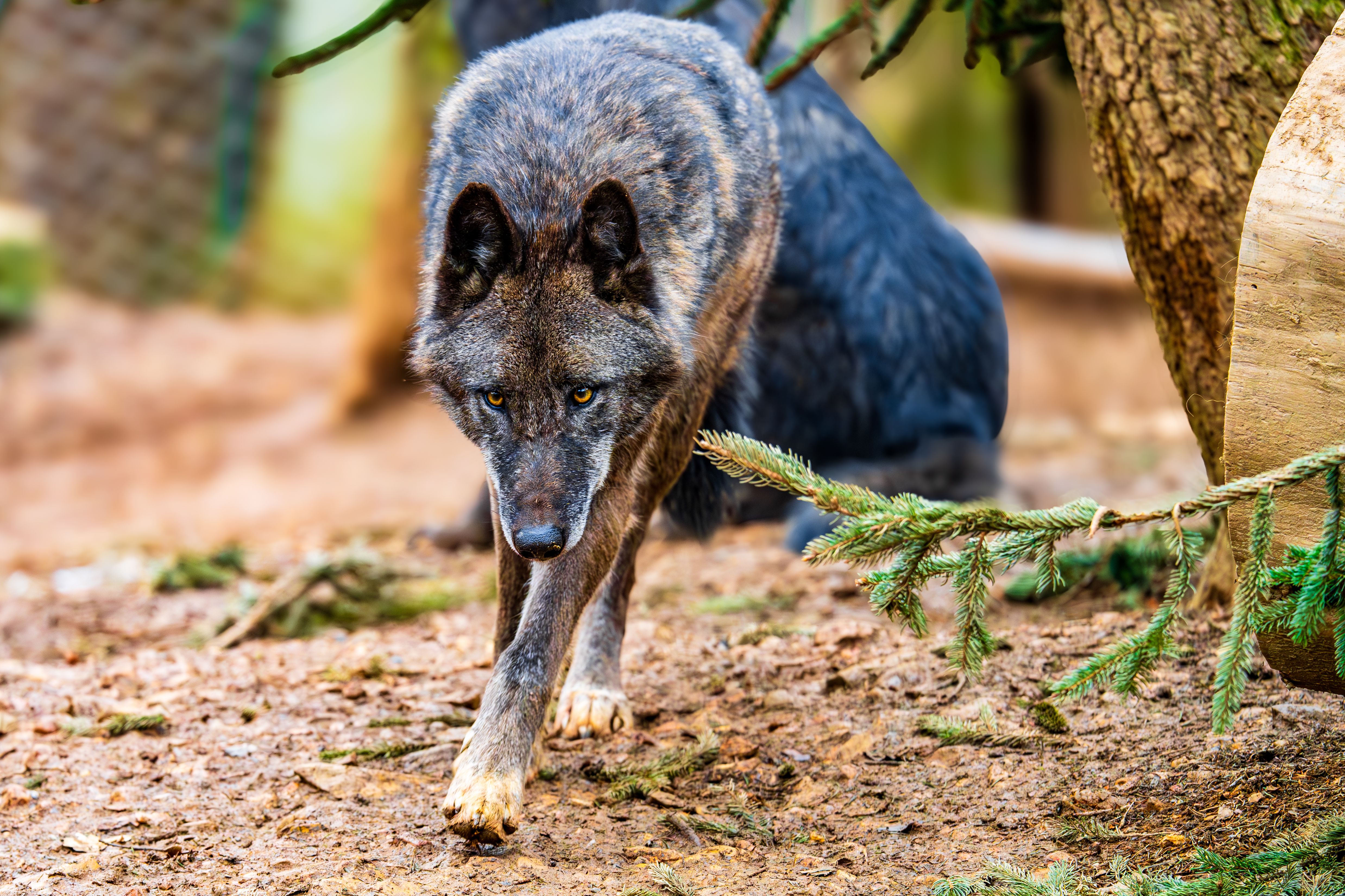 Majestic Wolf in a Forest Habitat · Free Stock Photo