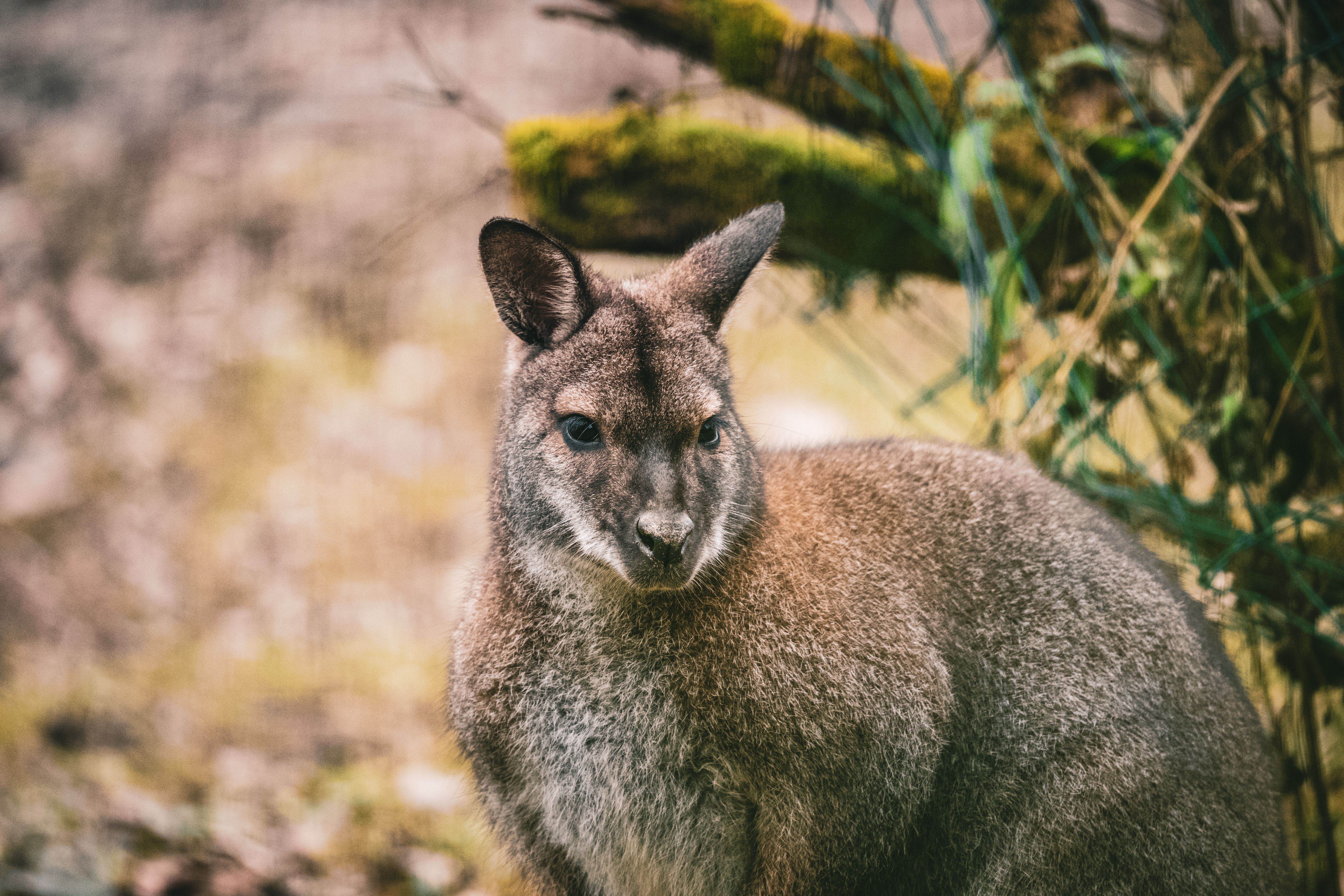 Close-Up of a Wallaby in Natural Habitat · Free Stock Photo