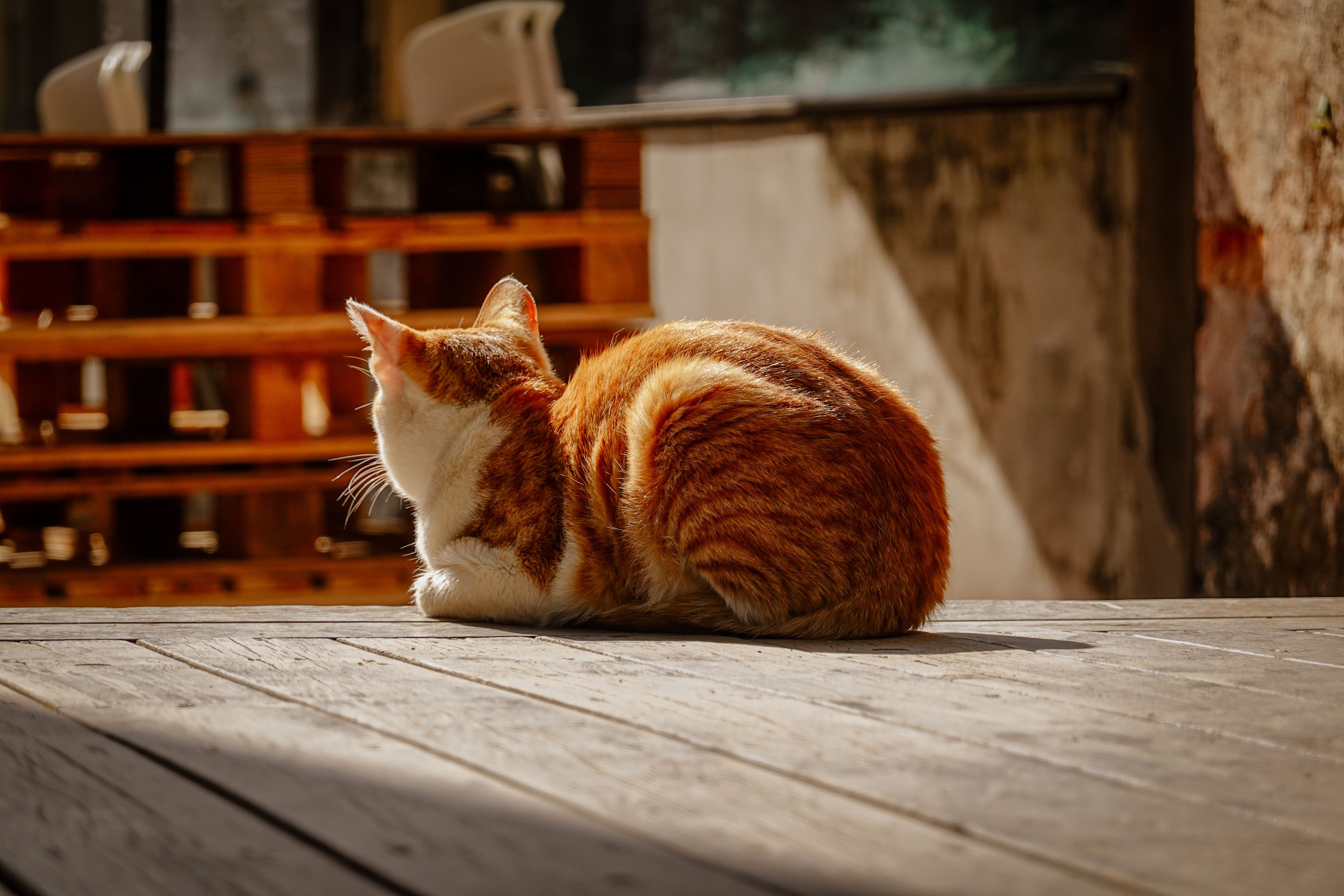 Napping In The Shade Photos, Download The BEST Free Napping In The ...
