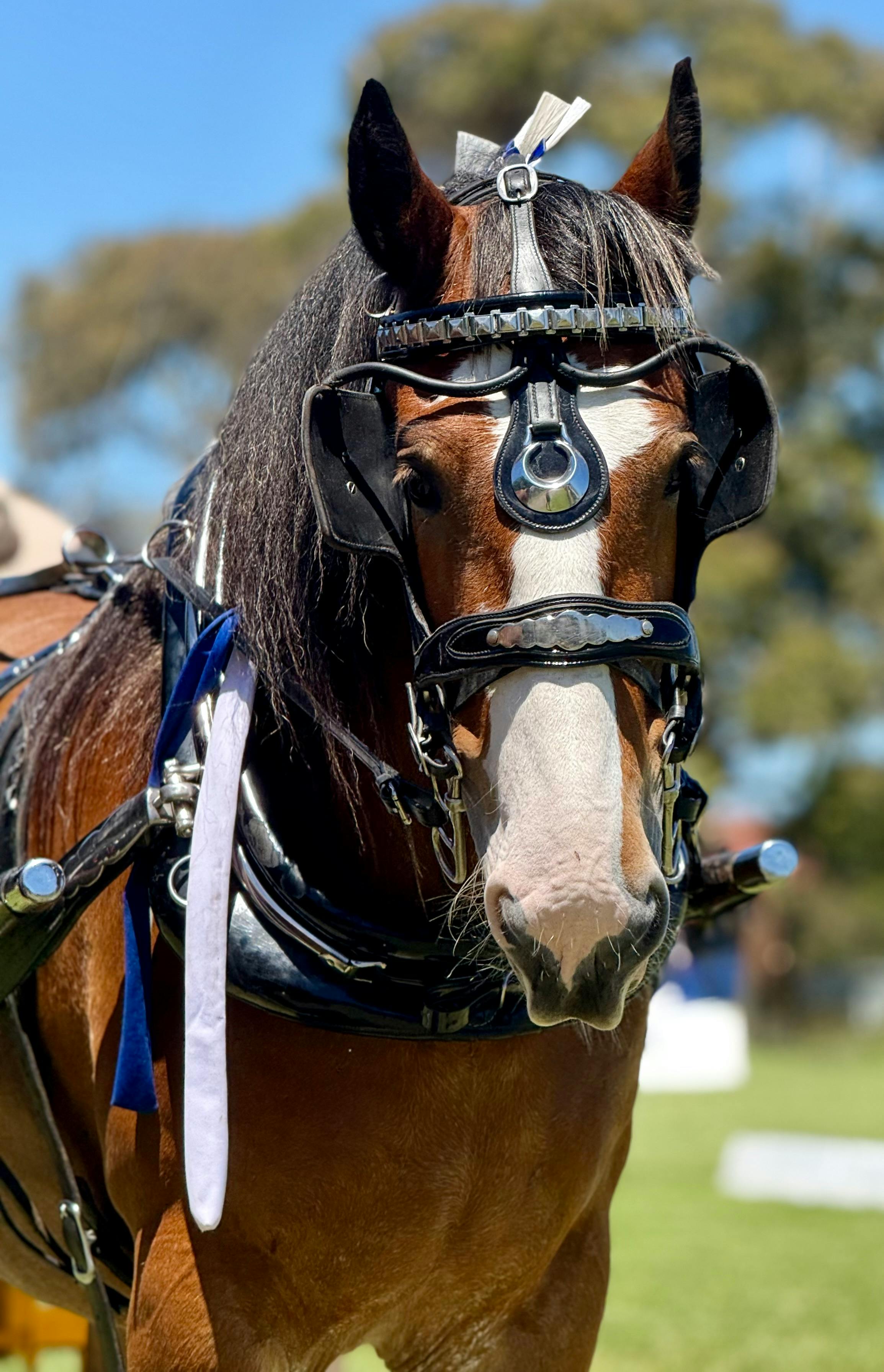 Majestic Clydesdale Horse Headshot at Equestrian Event · Free Stock Photo