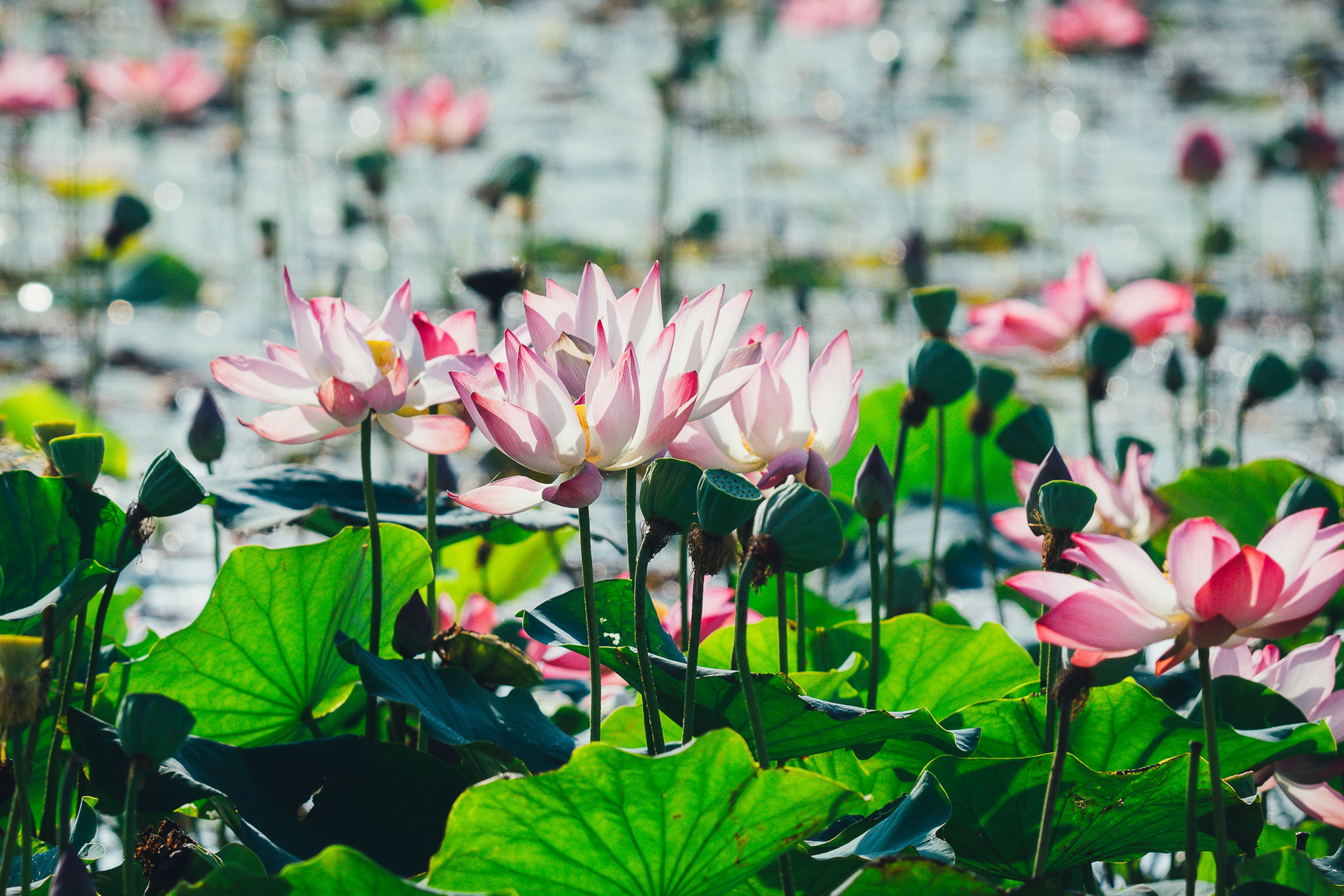 Vibrant Lotus Flowers in Bloom on a Sunny Day · Free Stock Photo