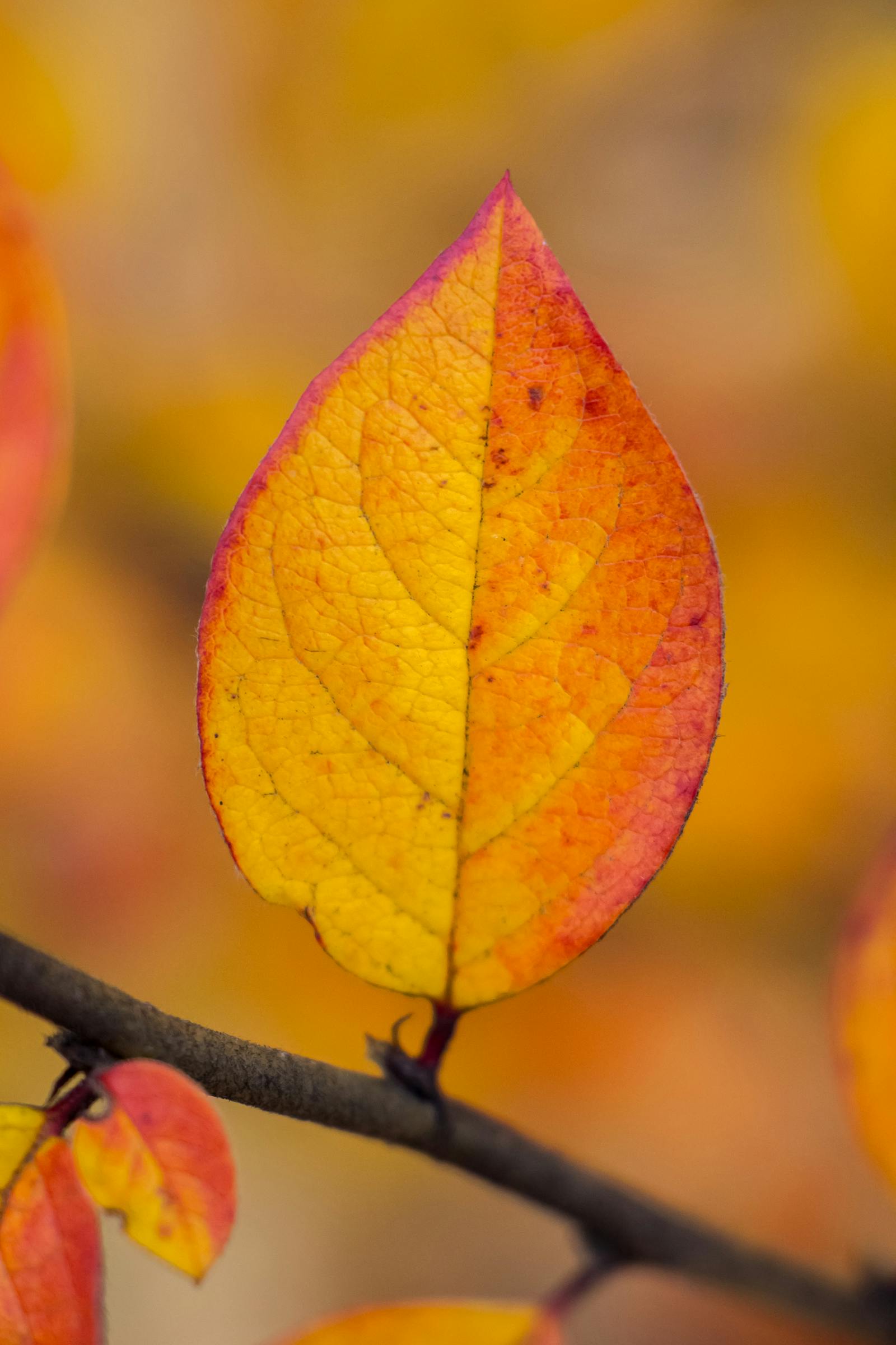 Autumn Leaf Photos, Download The BEST Free Autumn Leaf Stock Photos ...