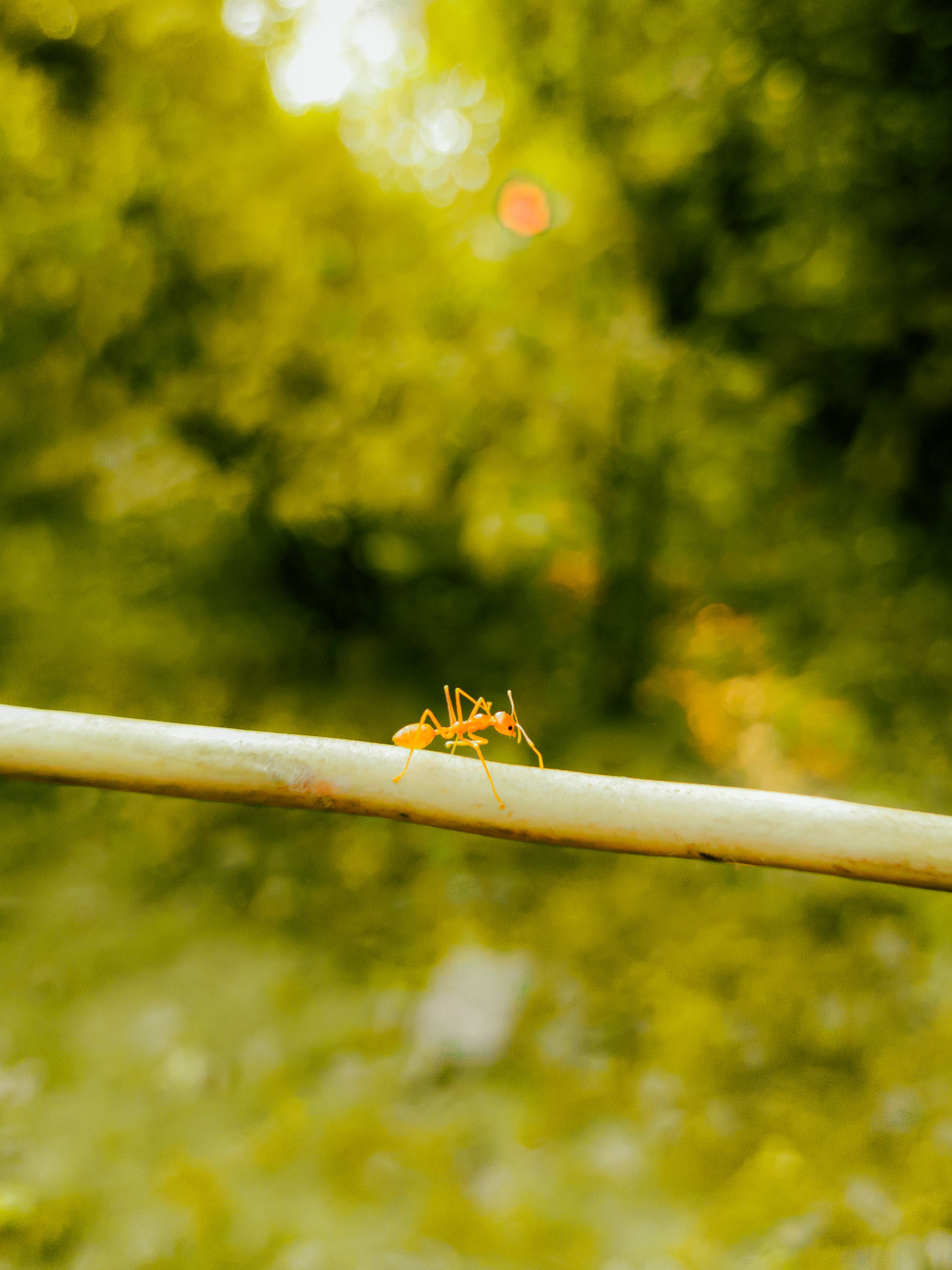 Close-up of Ant on Green Branch in Bright Light · Free Stock Photo