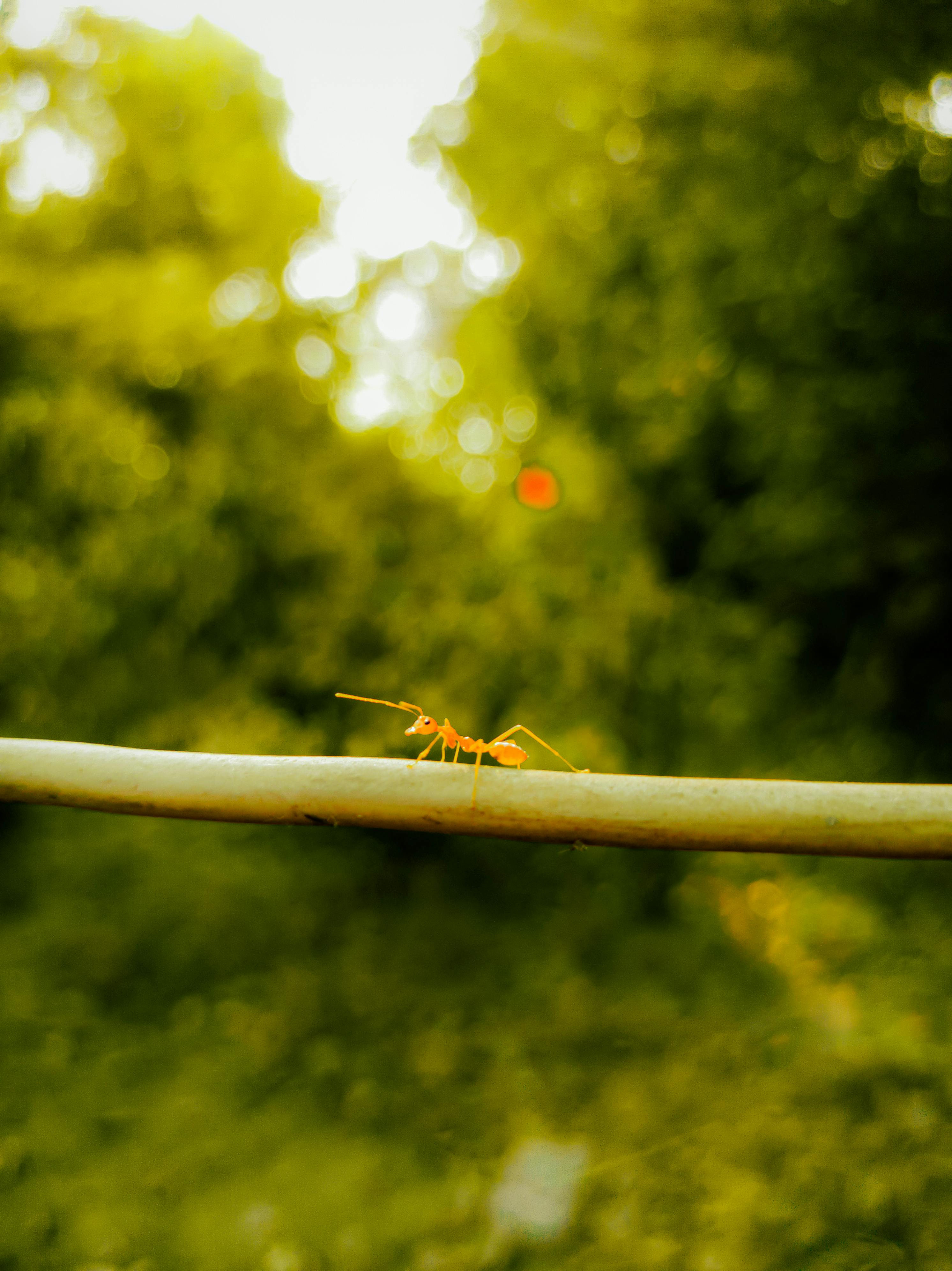 Ant Species Photos, Download The BEST Free Ant Species Stock Photos ...