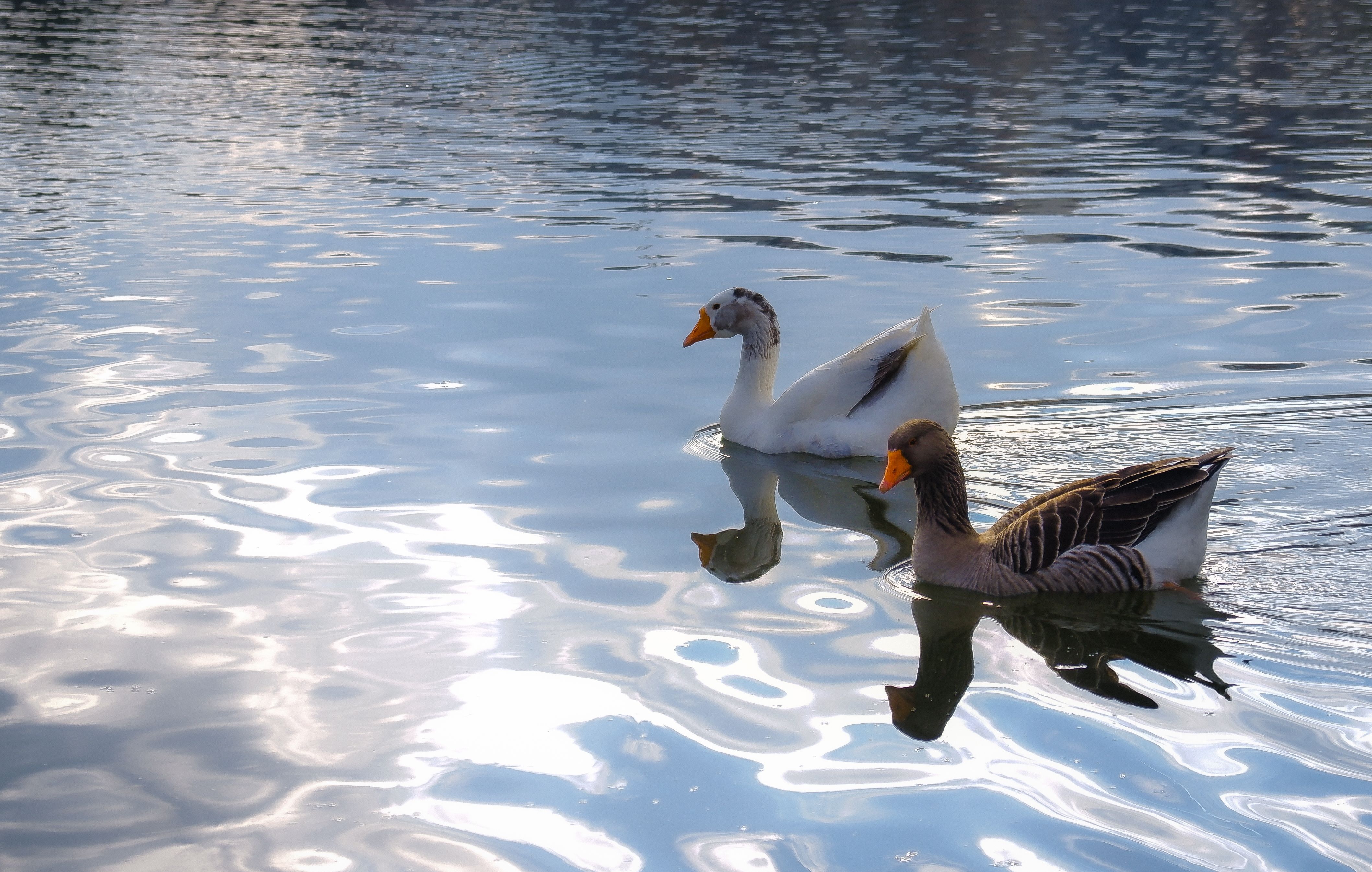 Peaceful Ducks on Serene Lake Waters · Free Stock Photo