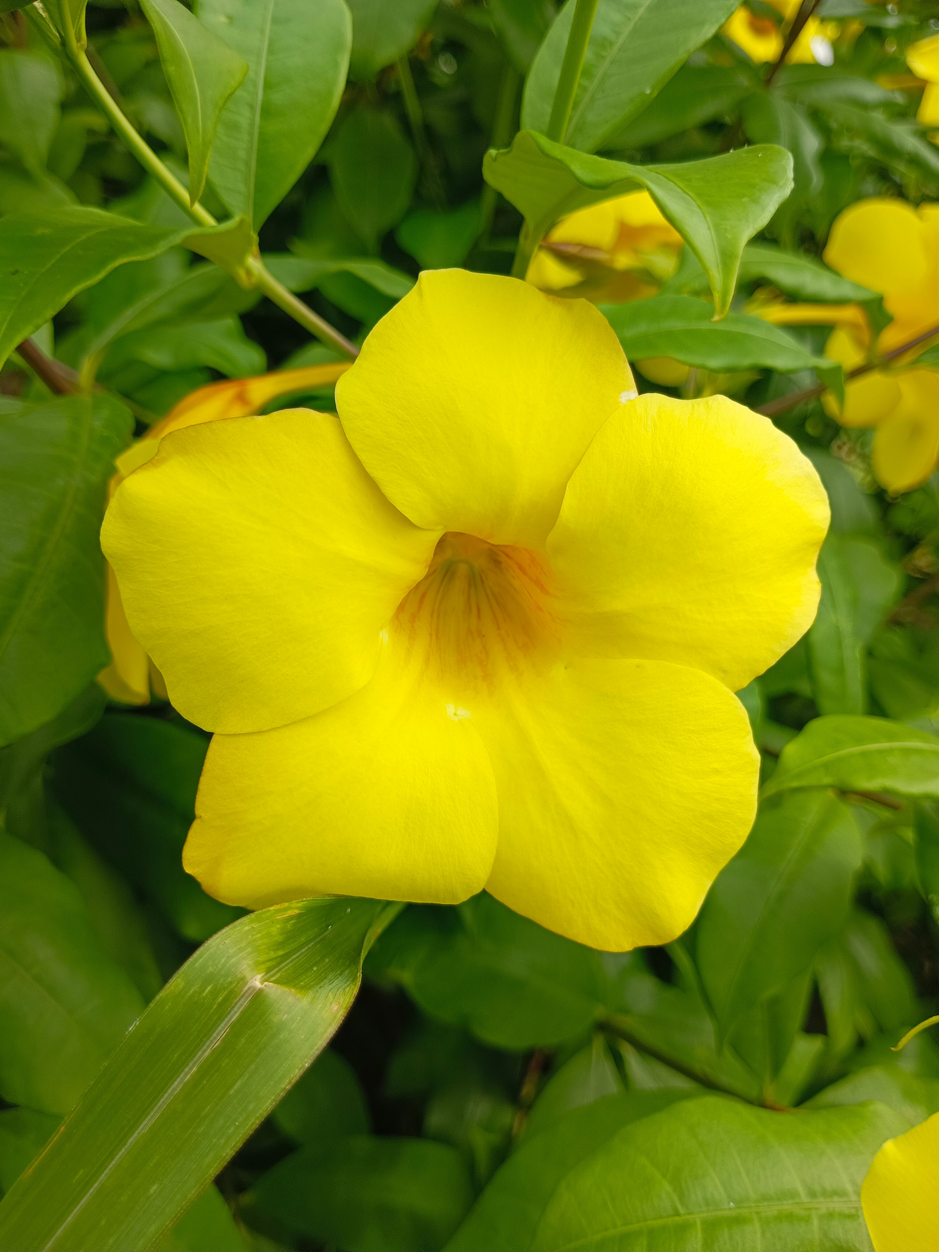 Vibrant Yellow Allamanda Flower Close-Up · Free Stock Photo