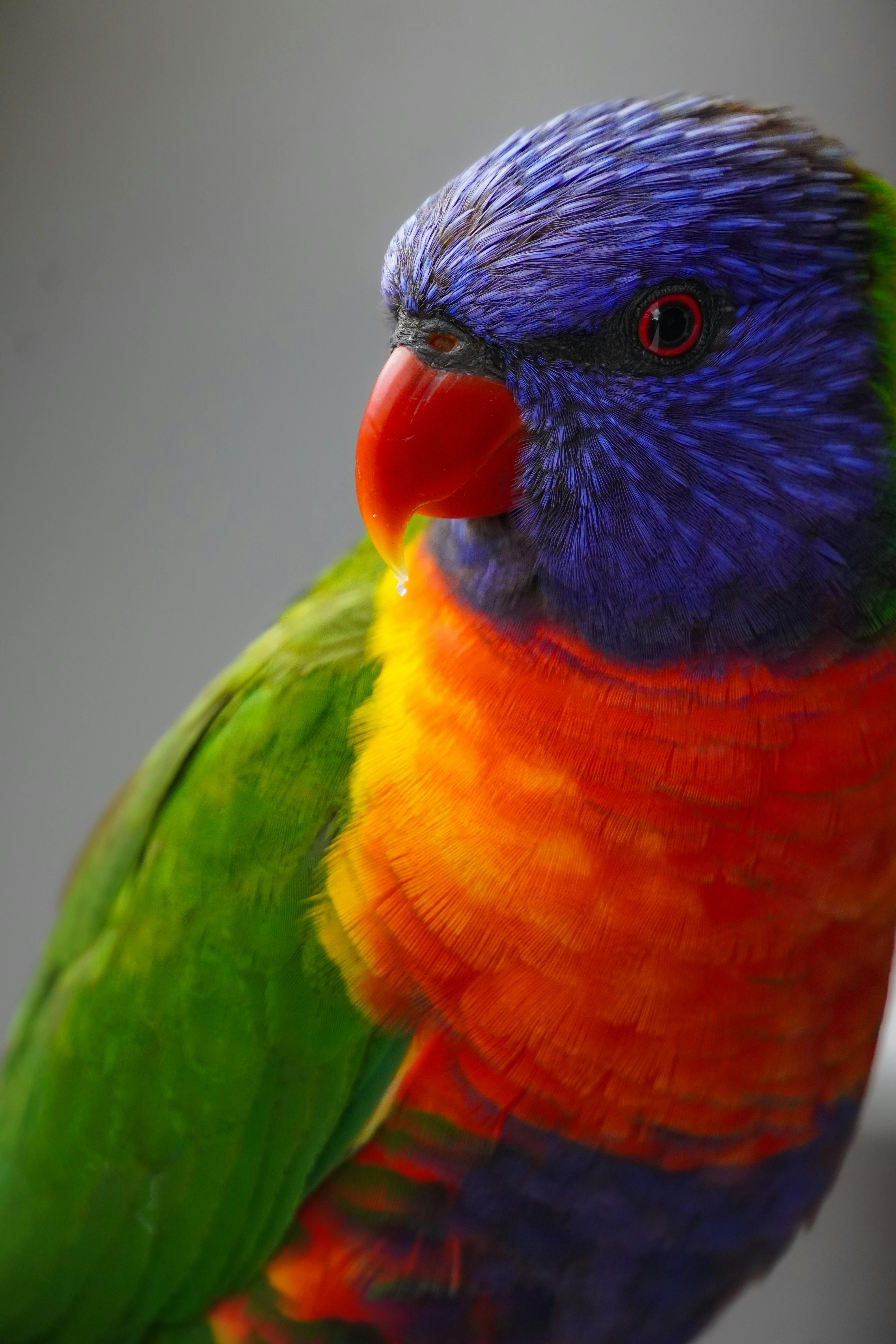 Close-up Photo of Parakeet · Free Stock Photo